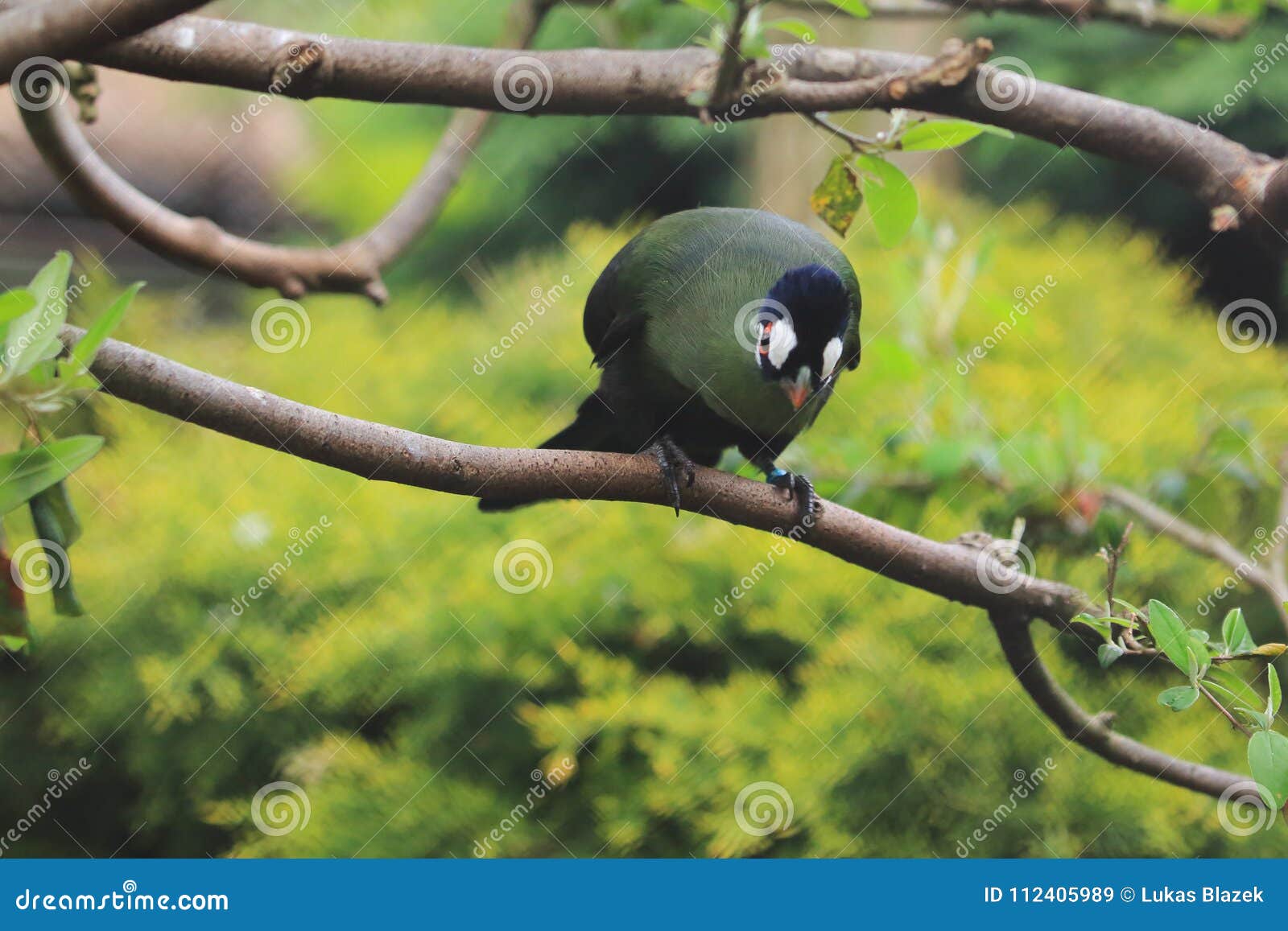 Hartlaub turaco stock image. Image of hartlaub, green - 112405989