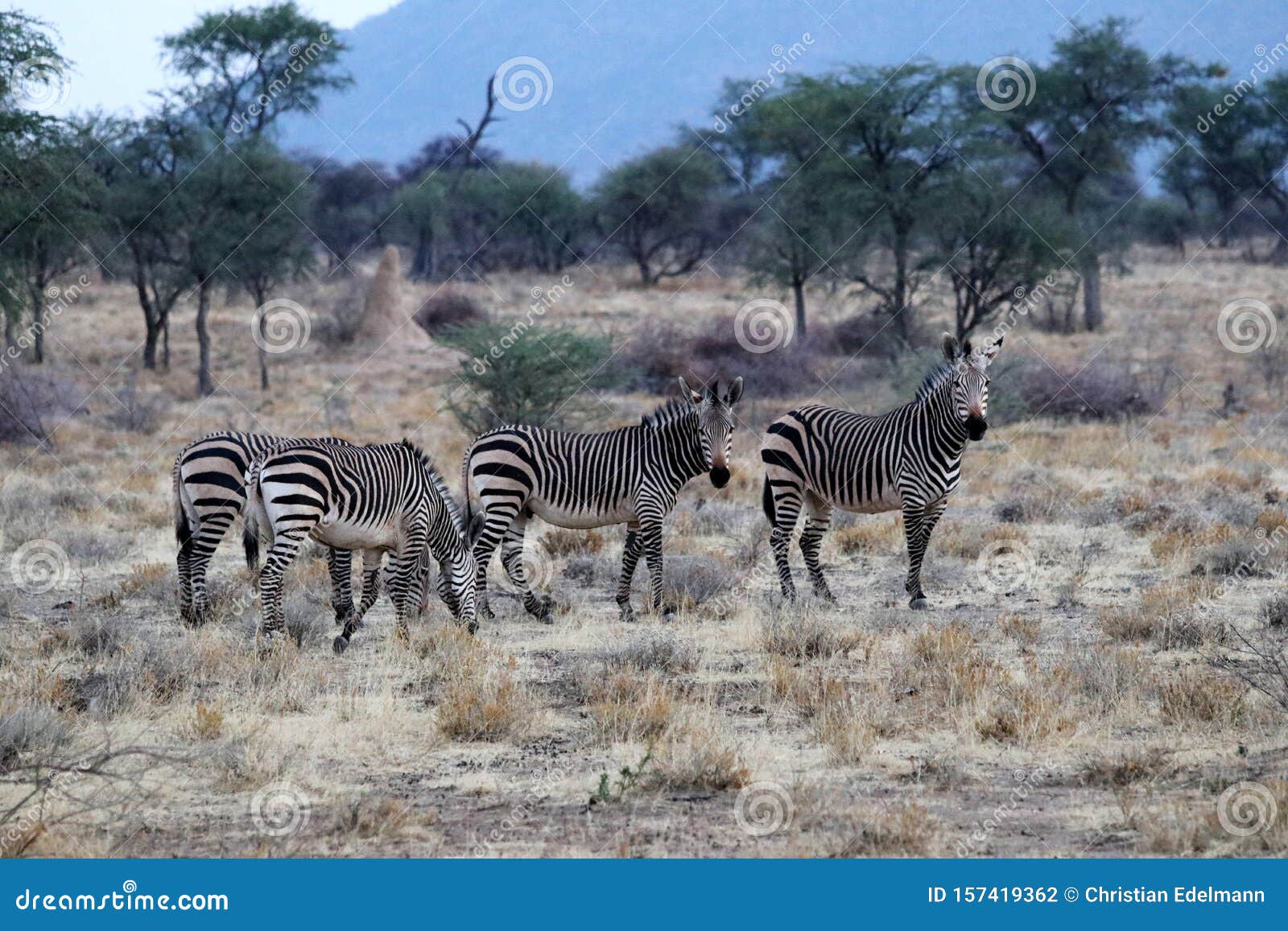Hartmann`s Mountain Zebra Equus Zebra Hartmannae - Namibia Africa Stock ...