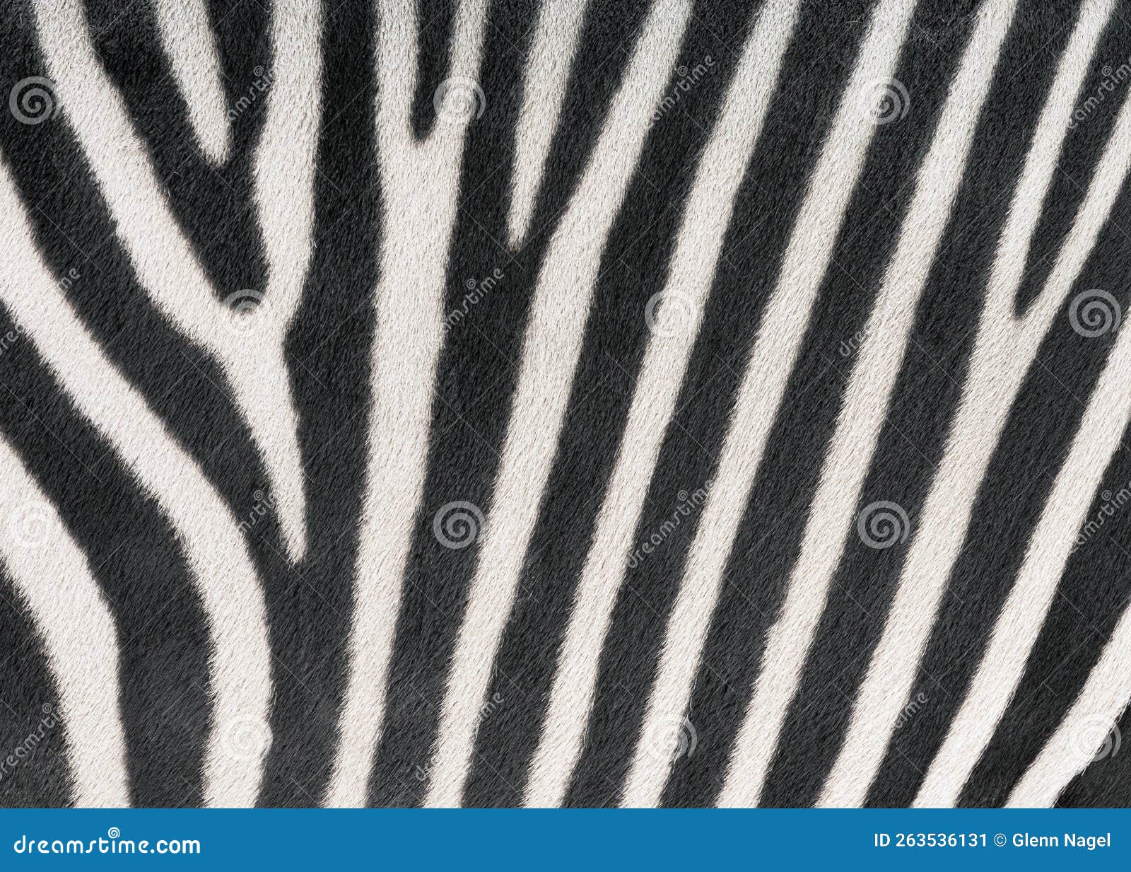 Zebra Stripes stock image. Image of background, animal - 263536131