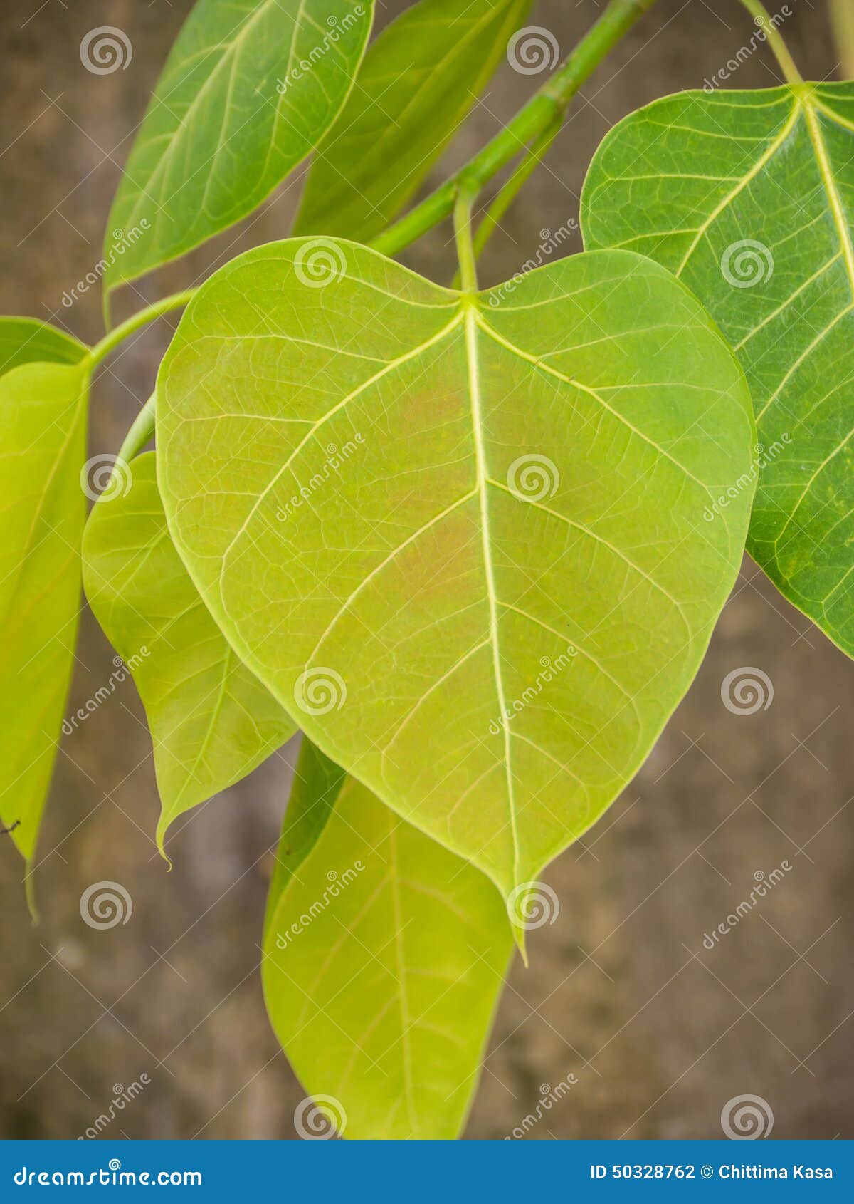 Hartvormig blad stock foto. Image of patroon, ader, textuur - 50328762