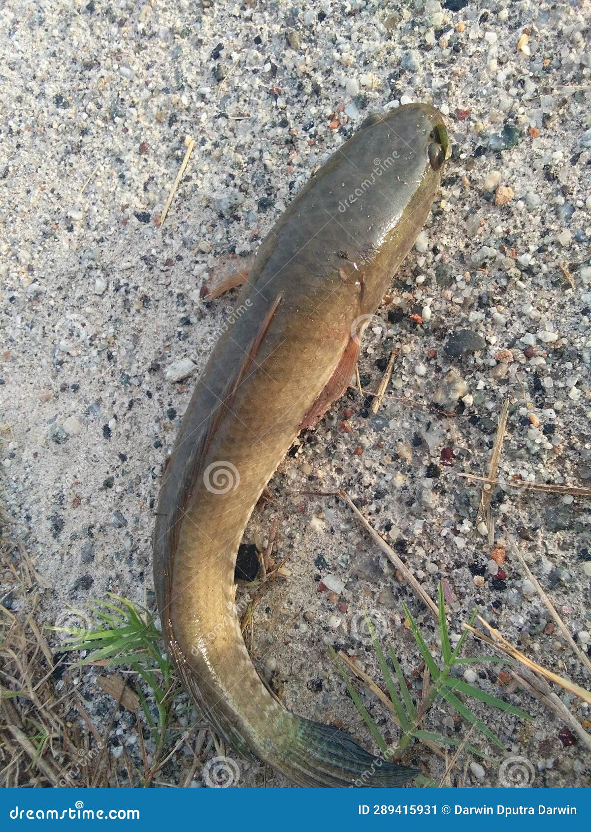 Haruan fish stock image. Image of haruan, fishing, fish - 289415931