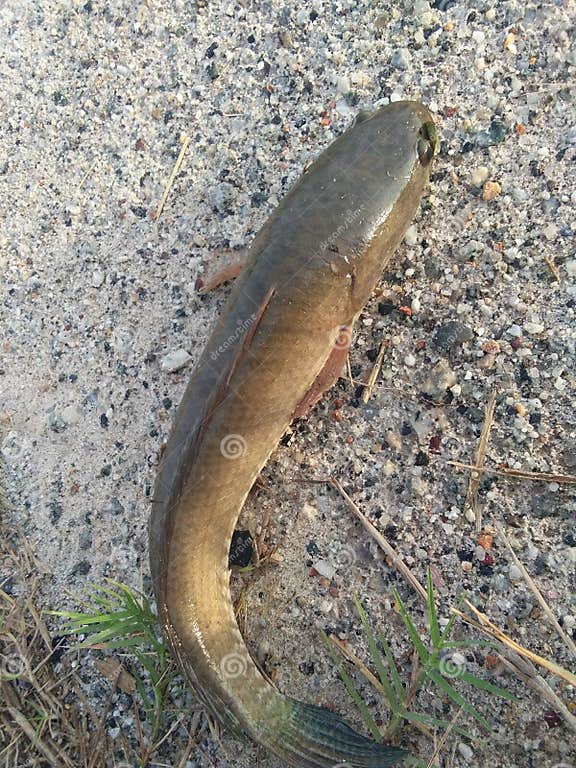 Haruan fish stock image. Image of haruan, fishing, fish - 289415931