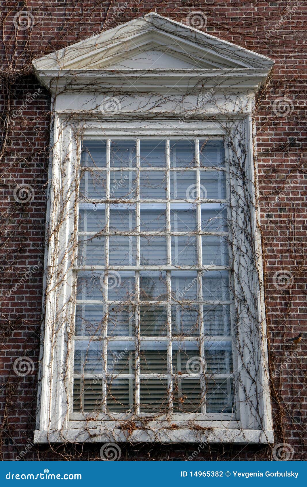 Harvard campus window stock photo. Image of harvard, college - 14965382
