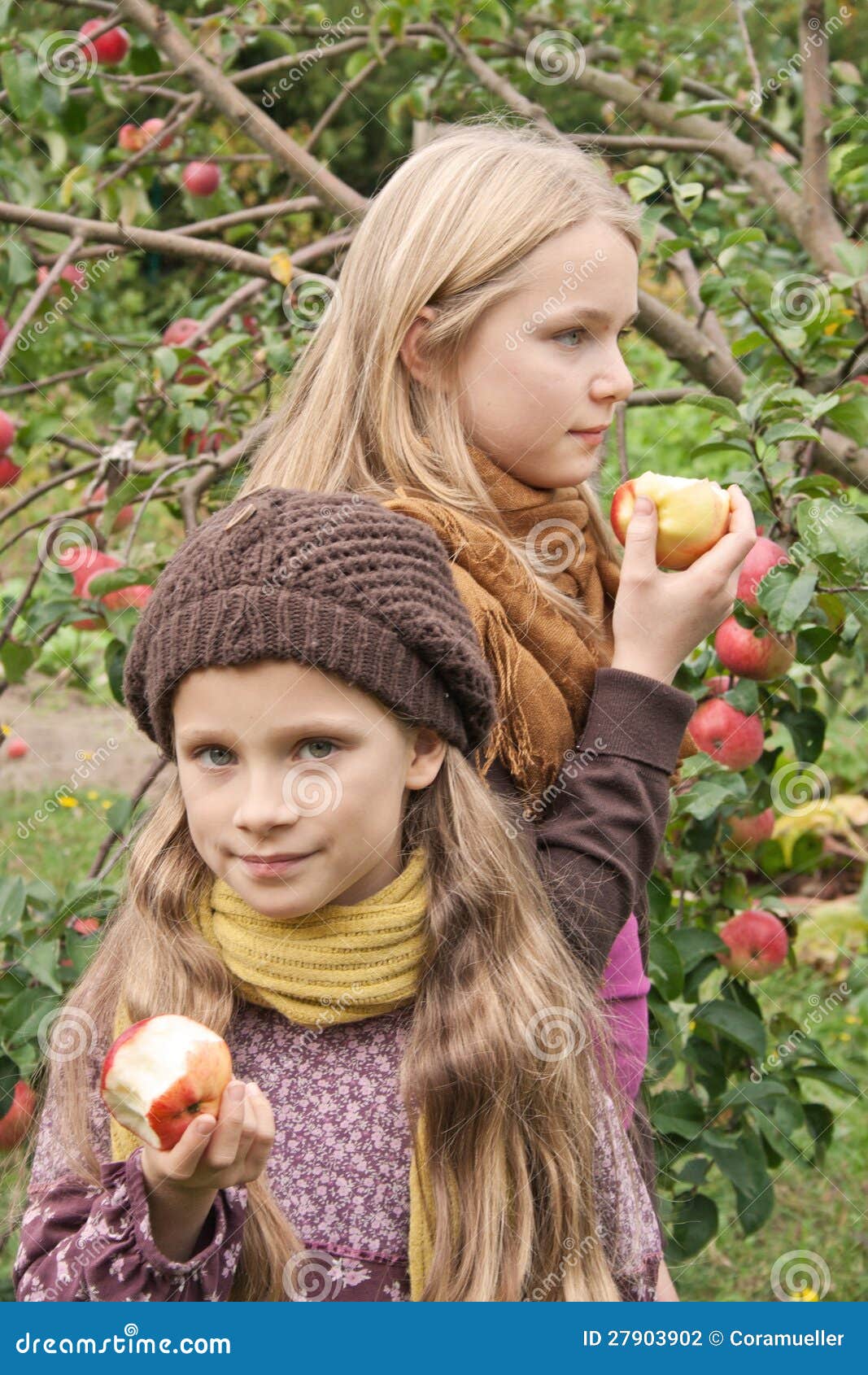 Harvest stock photo. Image of tree, friends, hair, childs - 27903902