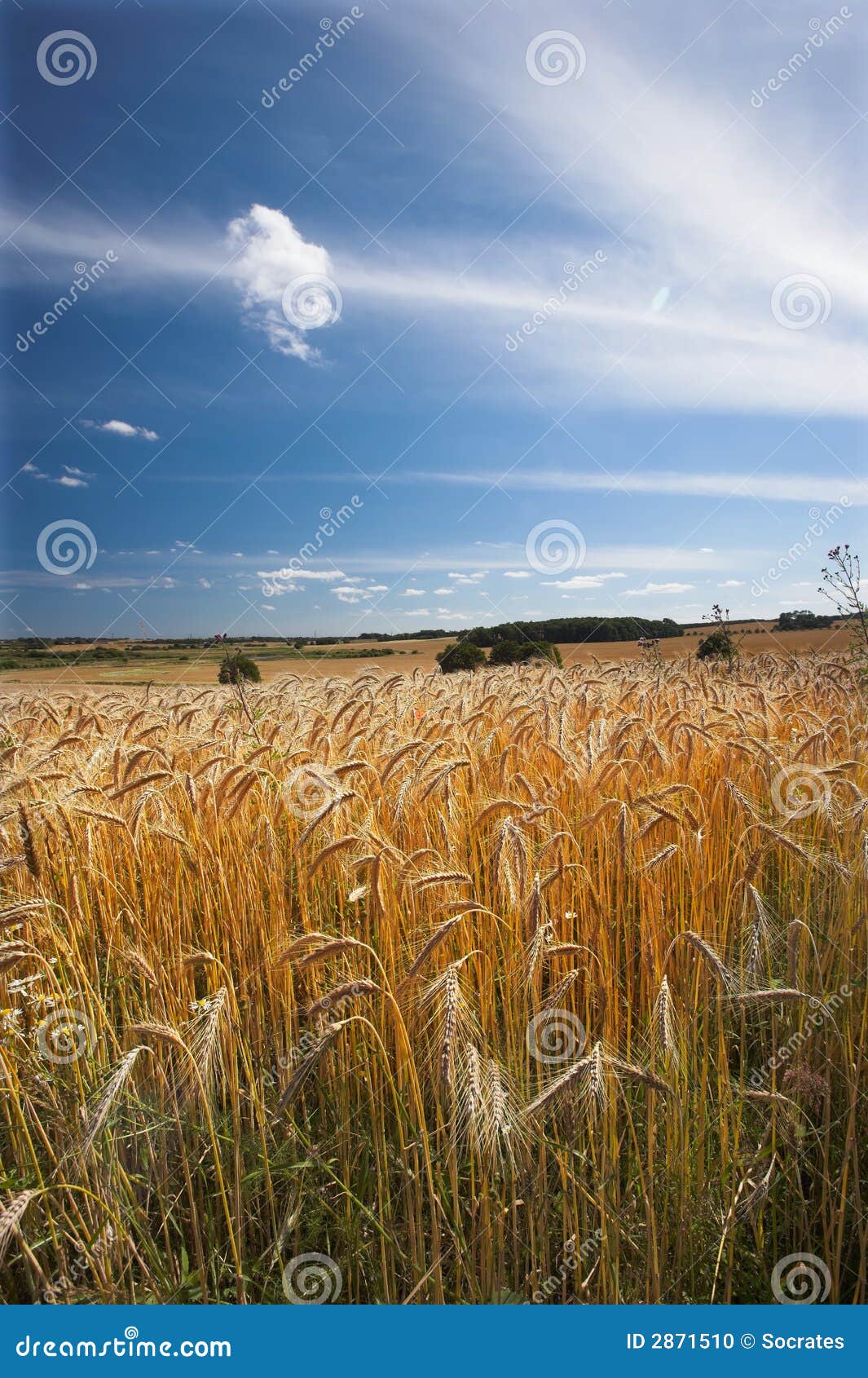 Harvest stock photo. Image of landscape, seed, scenery - 2871510