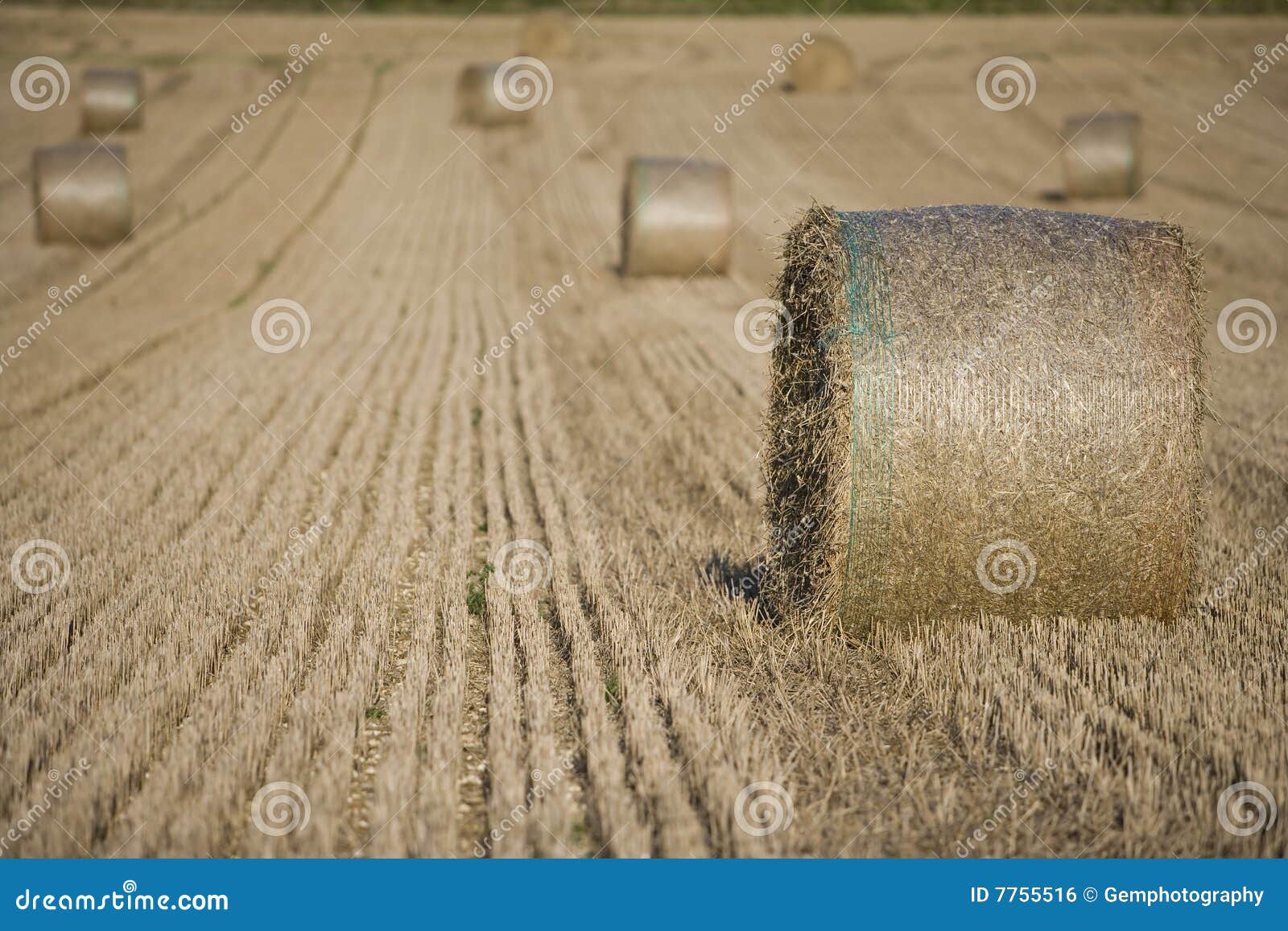 Harvest 5 stock photo. Image of haystack, hayrick, farm - 7755516