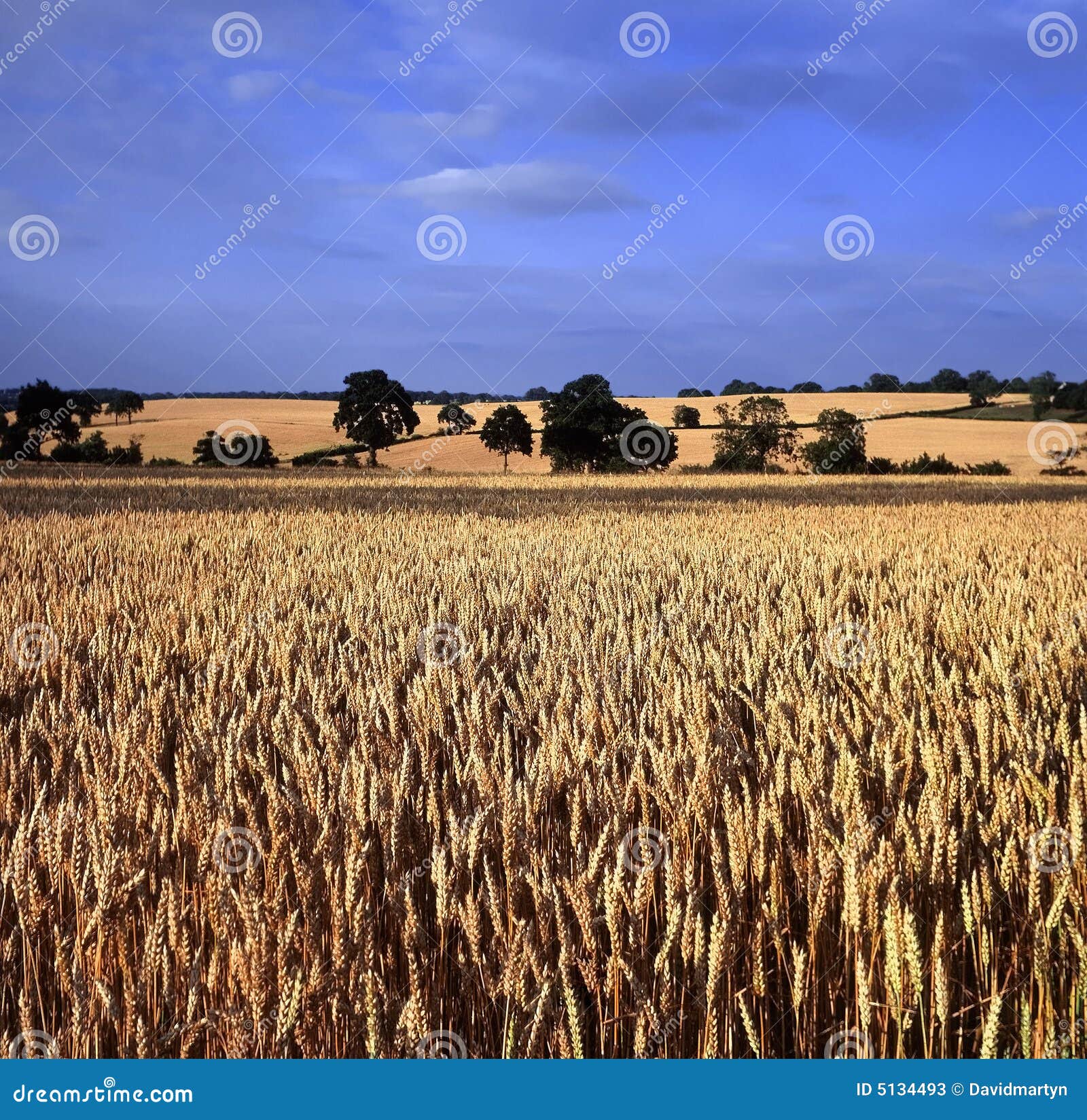 Harvest stock image. Image of hills, midlands, market - 5134493