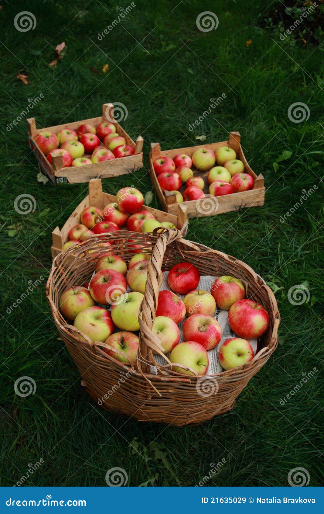 Harvest of apples stock image. Image of benefit, farming - 21635029