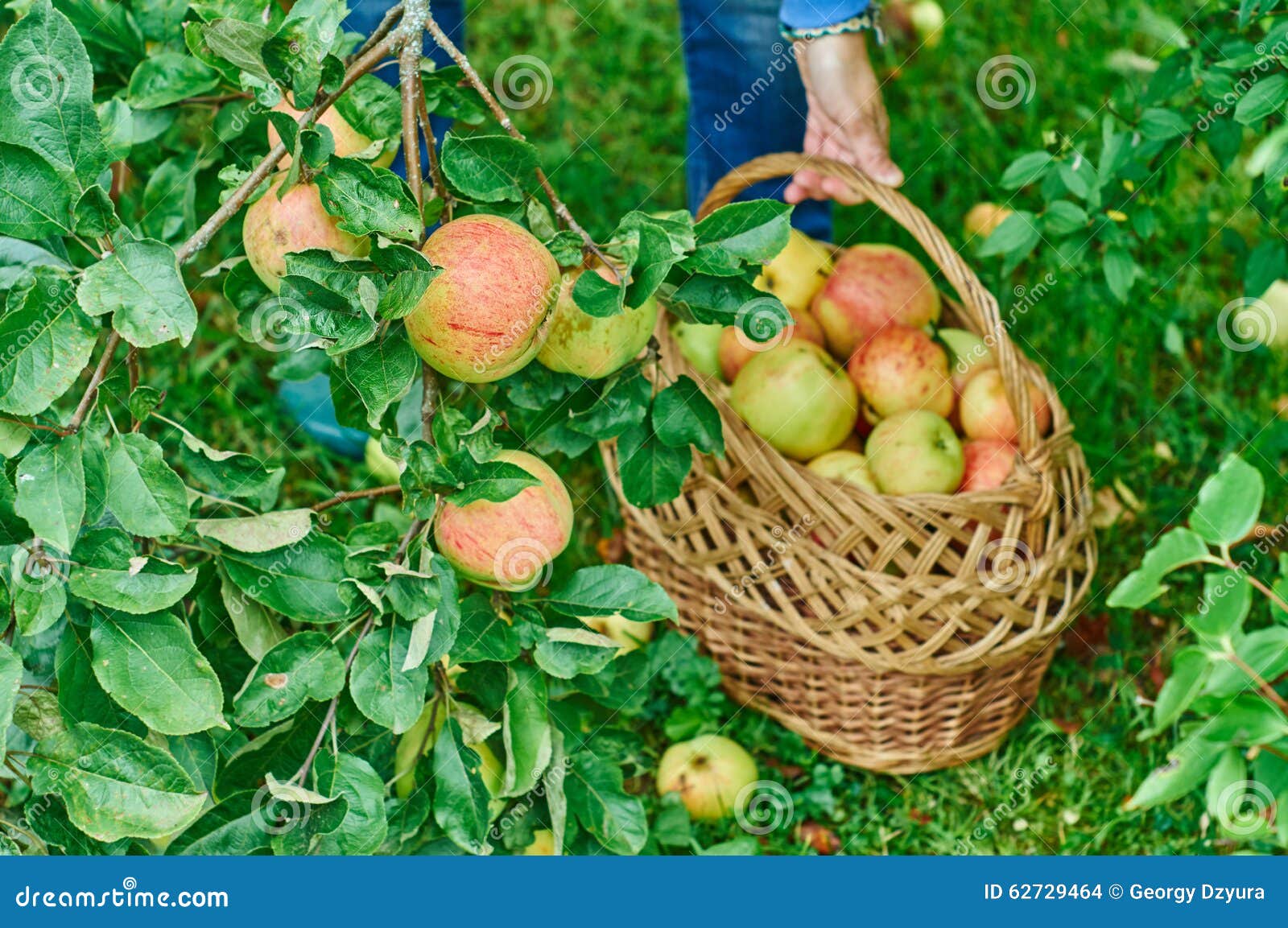 Harvest of apples stock photo. Image of green, fruit - 62729464