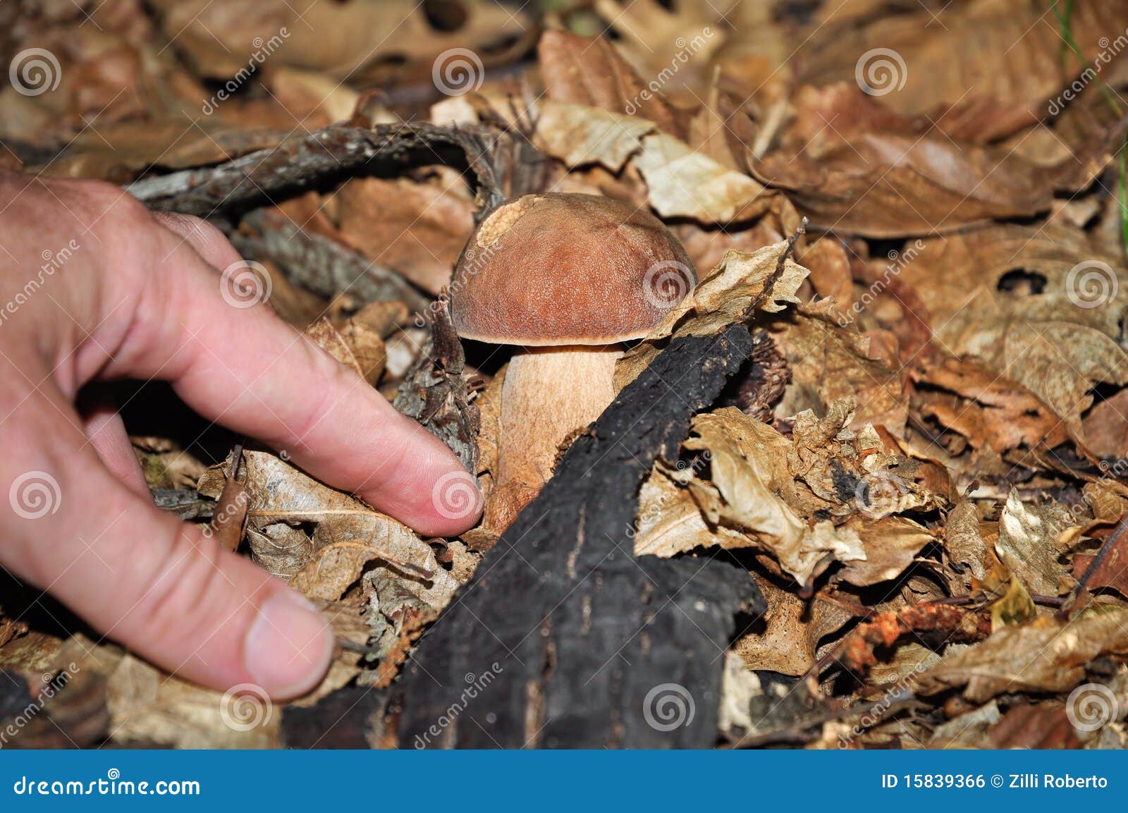 Harvest of a Beautiful Cepe Stock Photo - Image of cepe, italy: 15839366