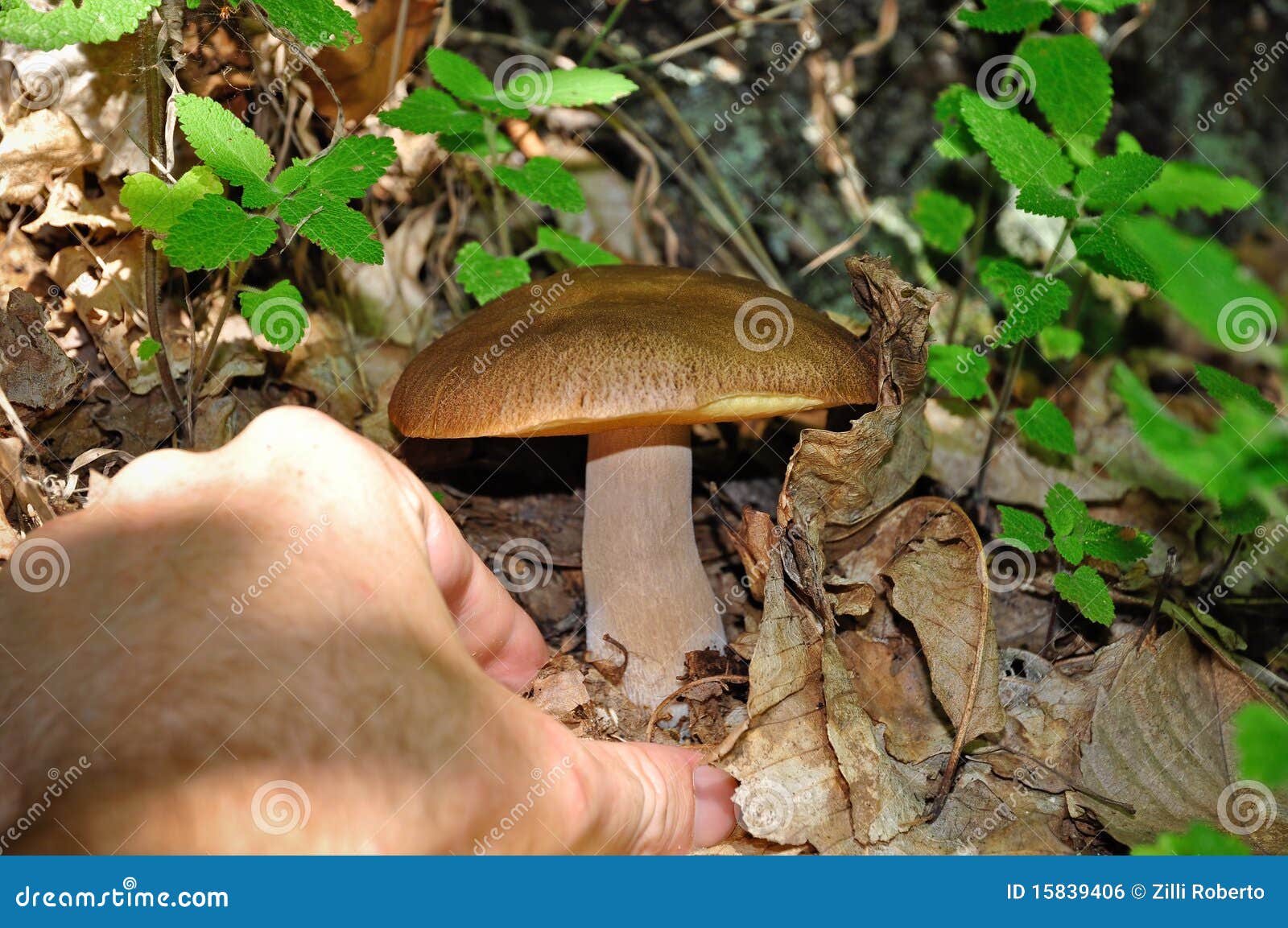 Harvest of a Beautiful Cepe Stock Photo - Image of cuisine, color: 15839406