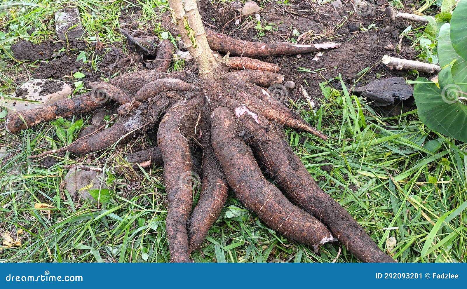 Harvest a Big Tapioca Plant Stock Image - Image of plants, harvest ...
