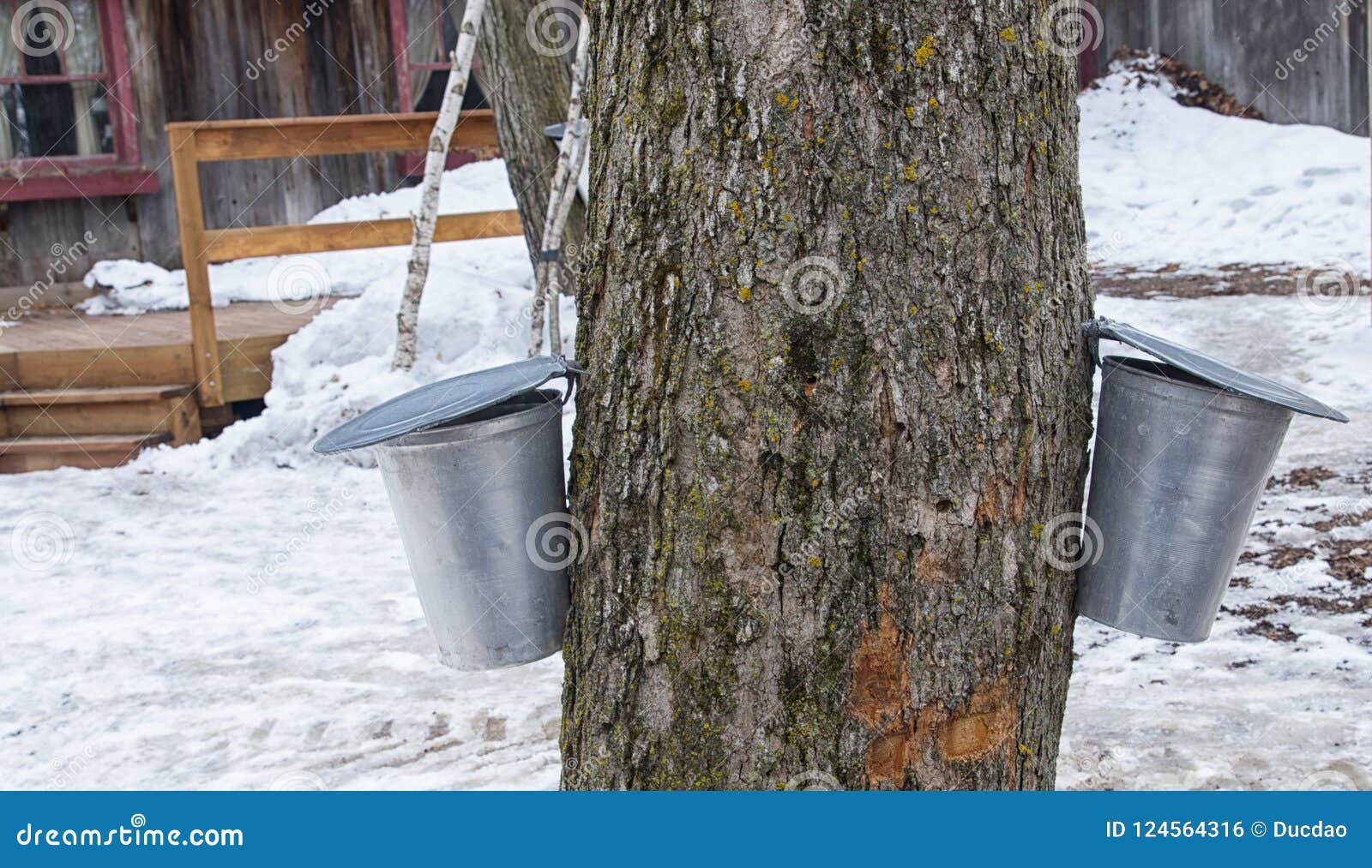 Harvest Buckets at Sugar Shack Stock Photo - Image of seasonal ...