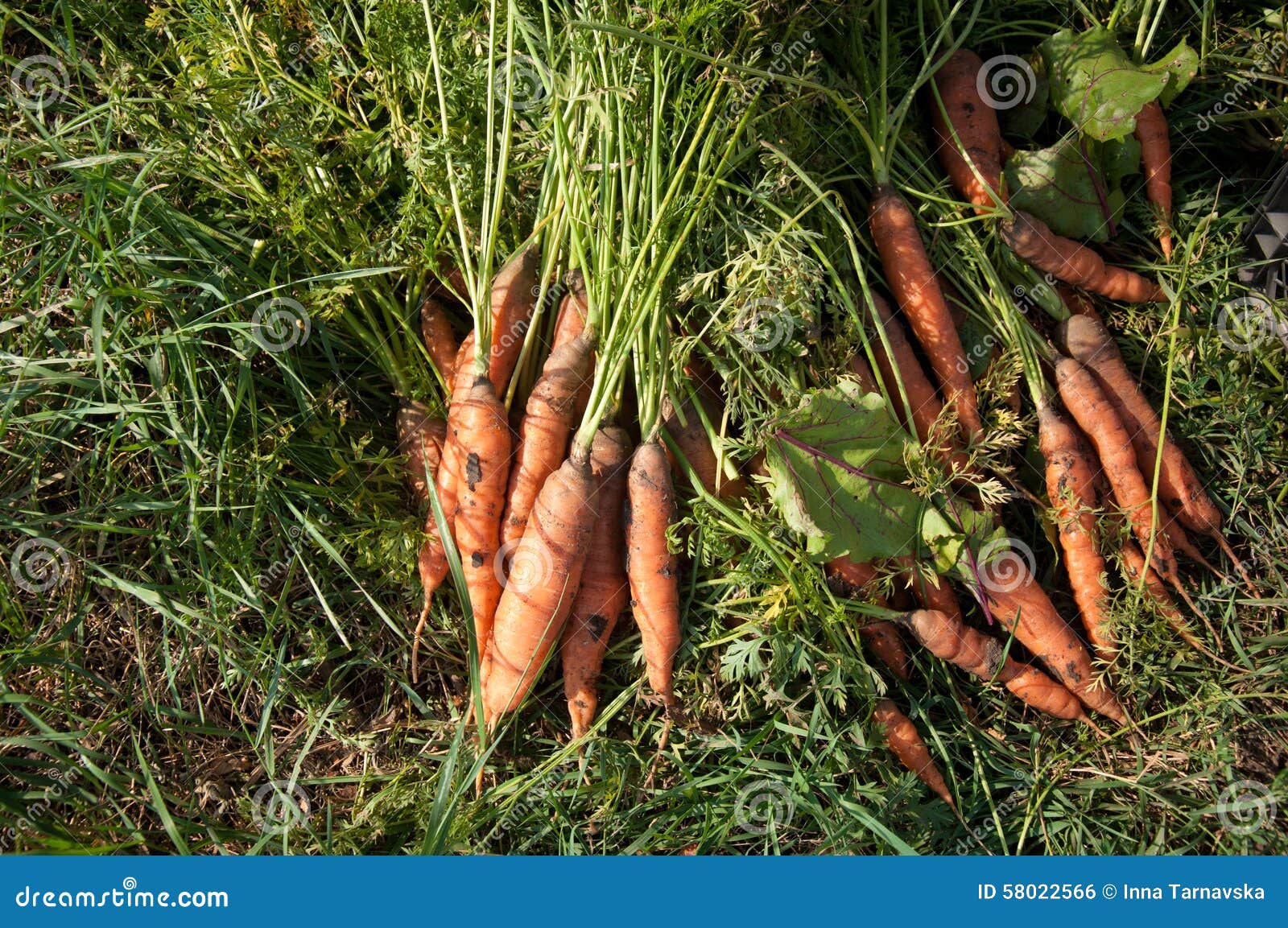 Harvest. Bunch of Carrot on the Grass Stock Photo - Image of grass ...