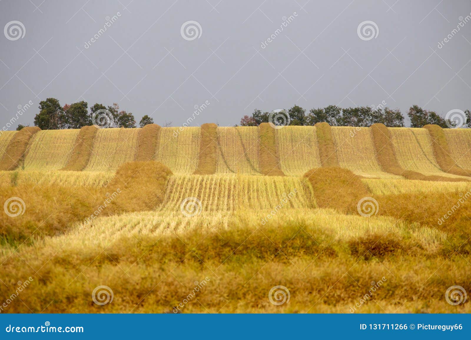Harvest Canola Swath Saskatchewan Stock Photo - Image of autumn, farm ...