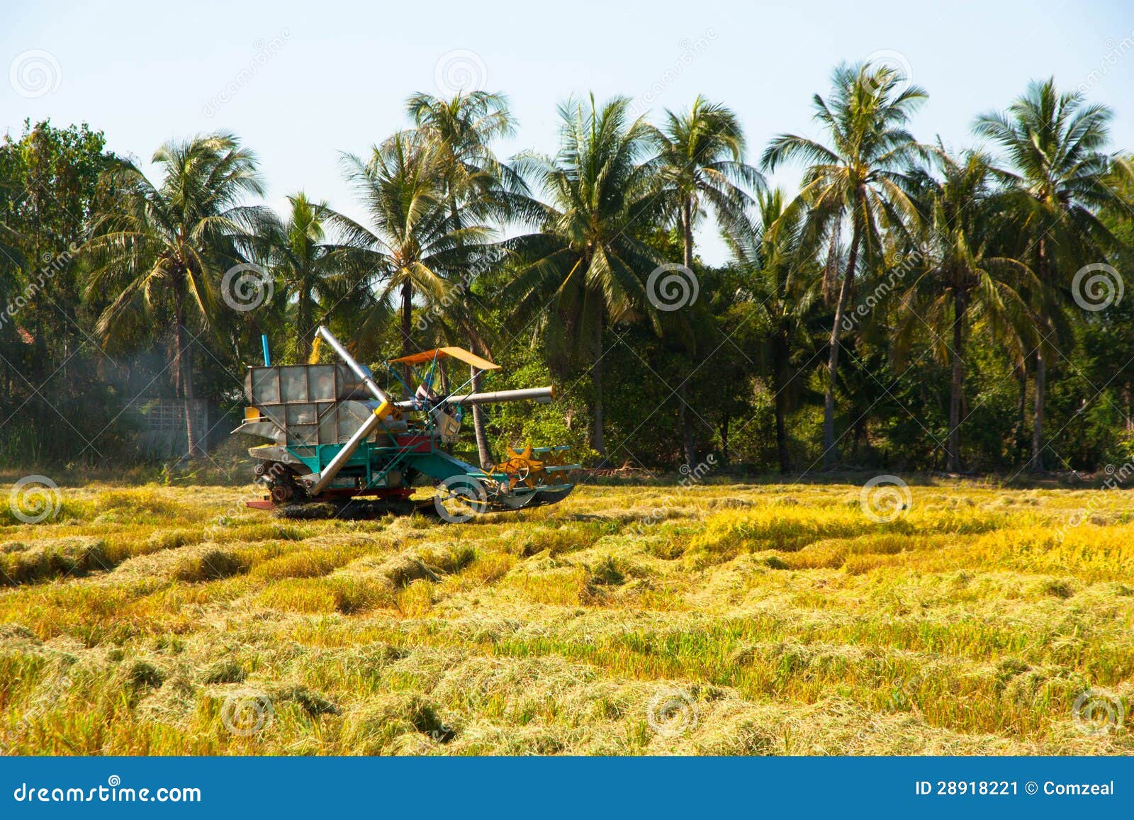Harvest Car in the Rice Field Stock Image - Image of machine, barley ...