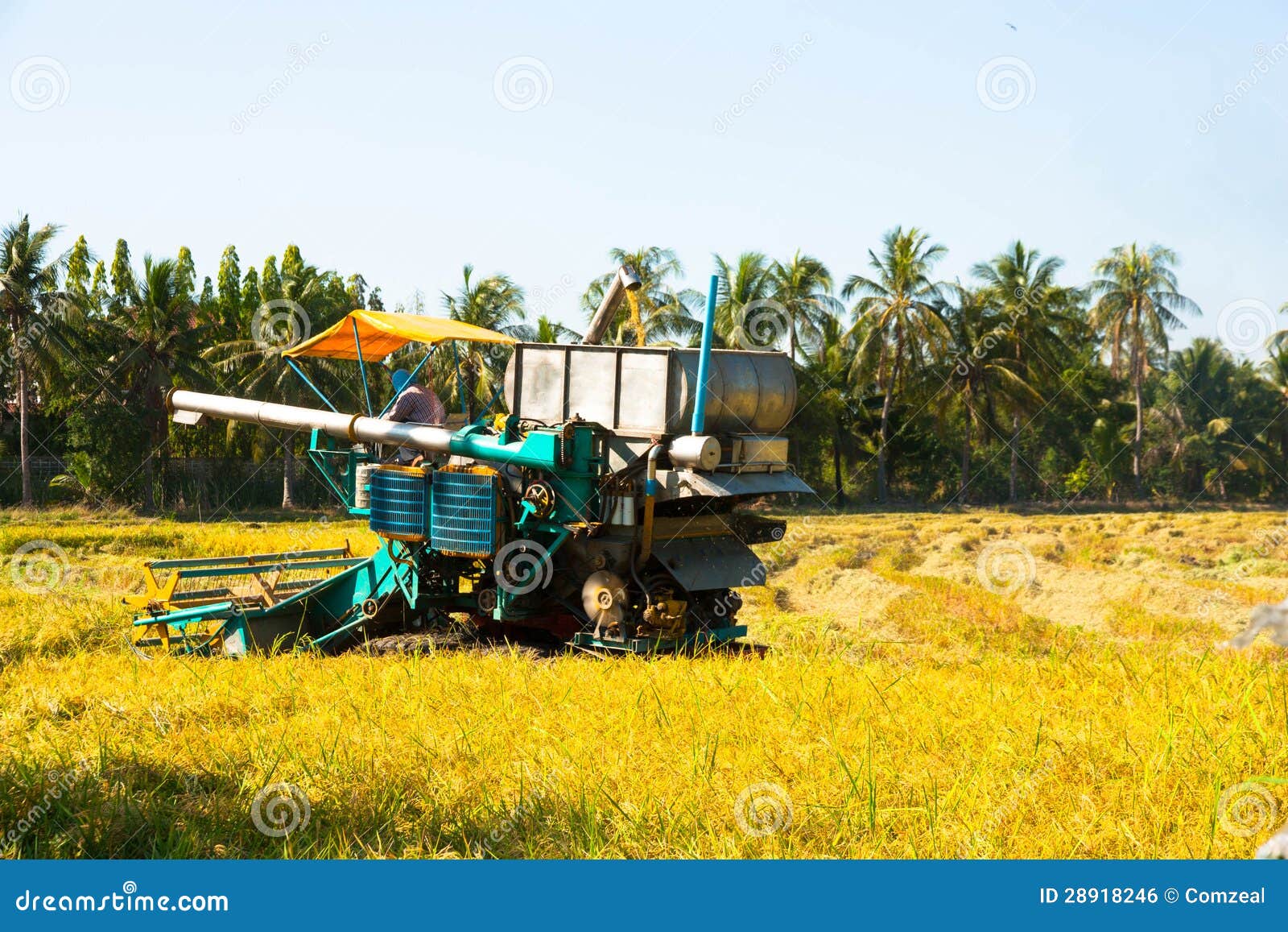 Harvest Car in the Rice Field Stock Photo - Image of agriculture, food ...