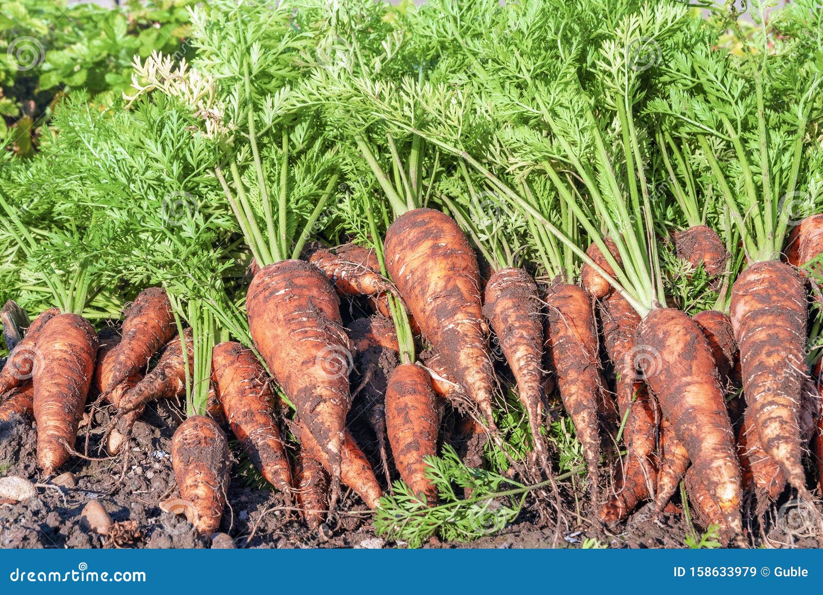 Harvest Carrots. Background of Carrots Laying on the Ground Stock Image ...