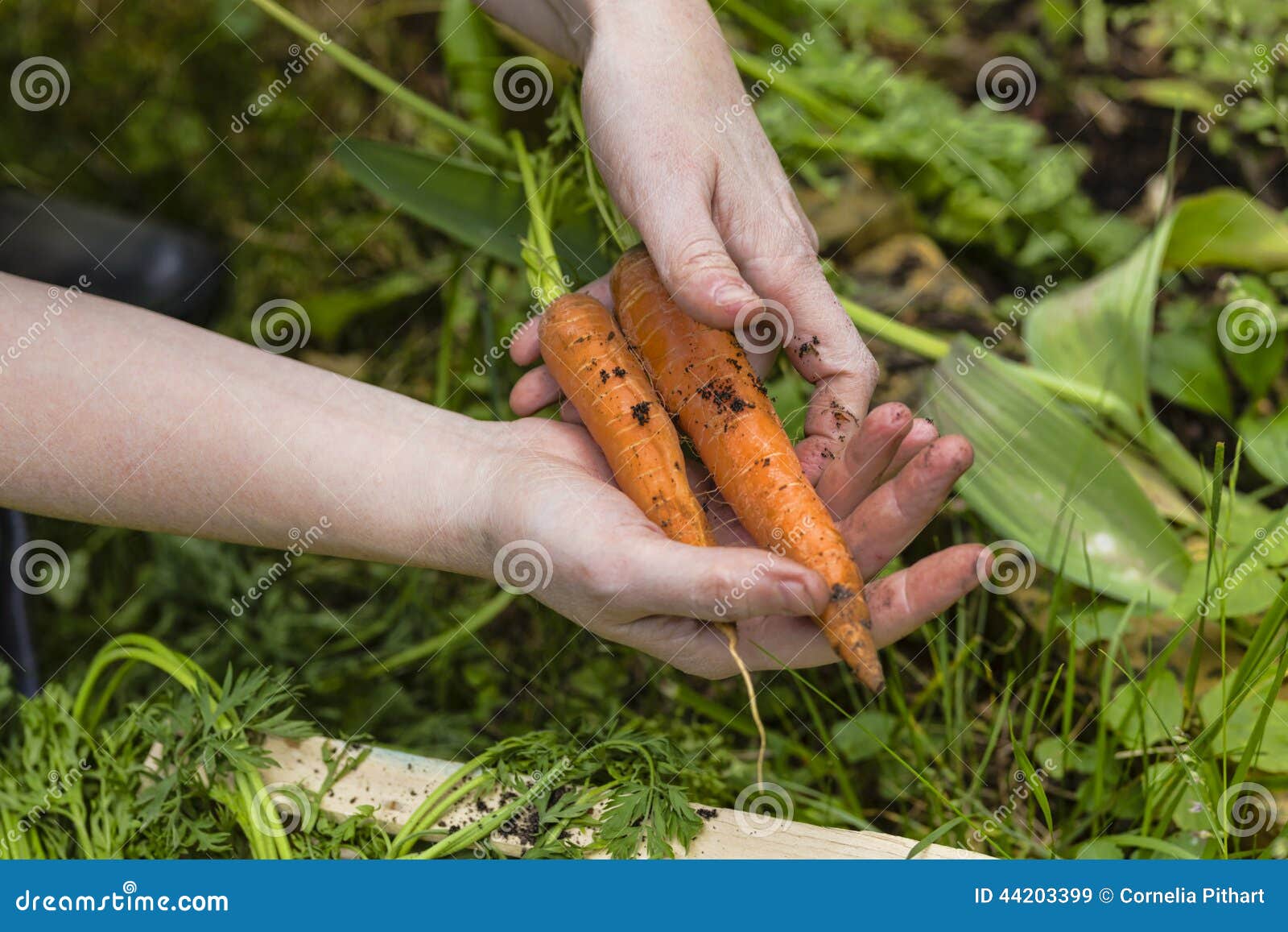 Harvest of carrots stock image. Image of harvesting, summer - 44203399