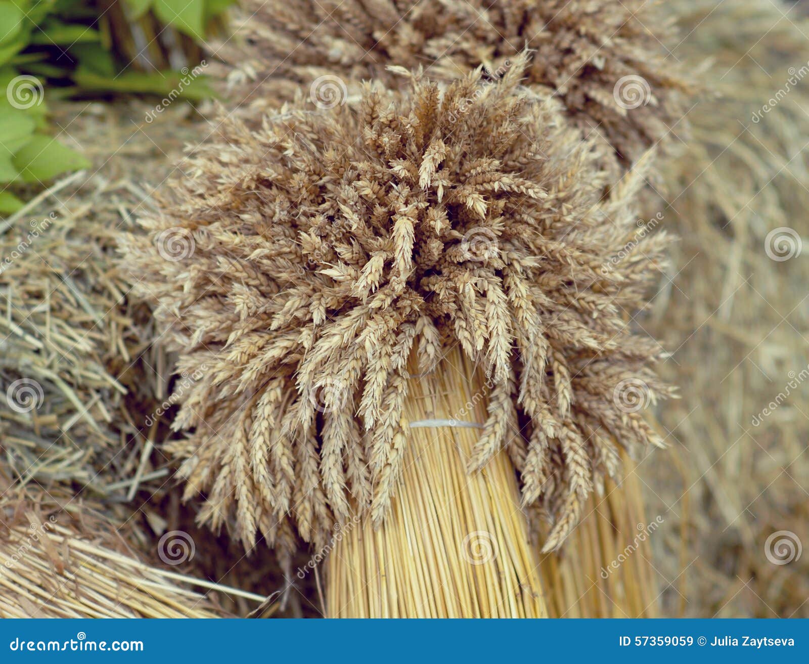 The Harvest of Cereals. Gathered Sheaves Stock Image - Image of harvest ...