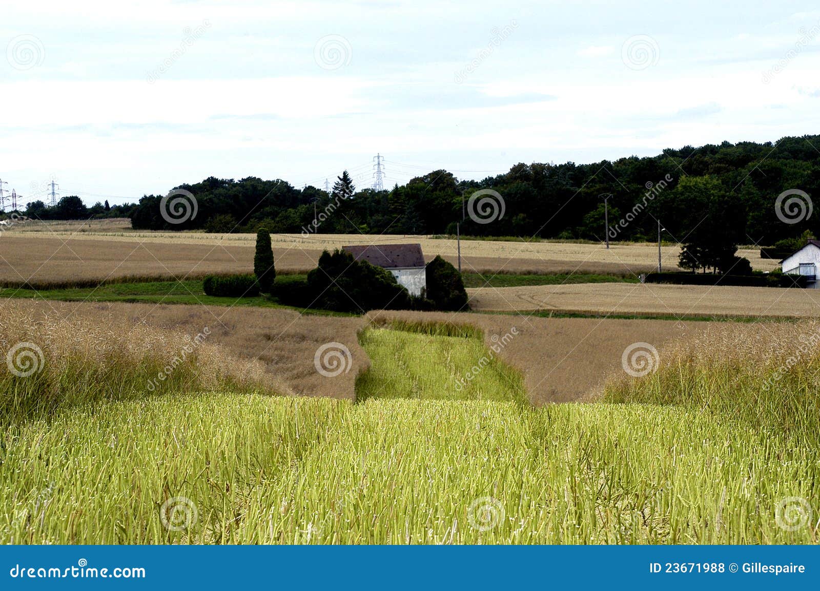 The harvest of colza stock photo. Image of crop, field - 23671988