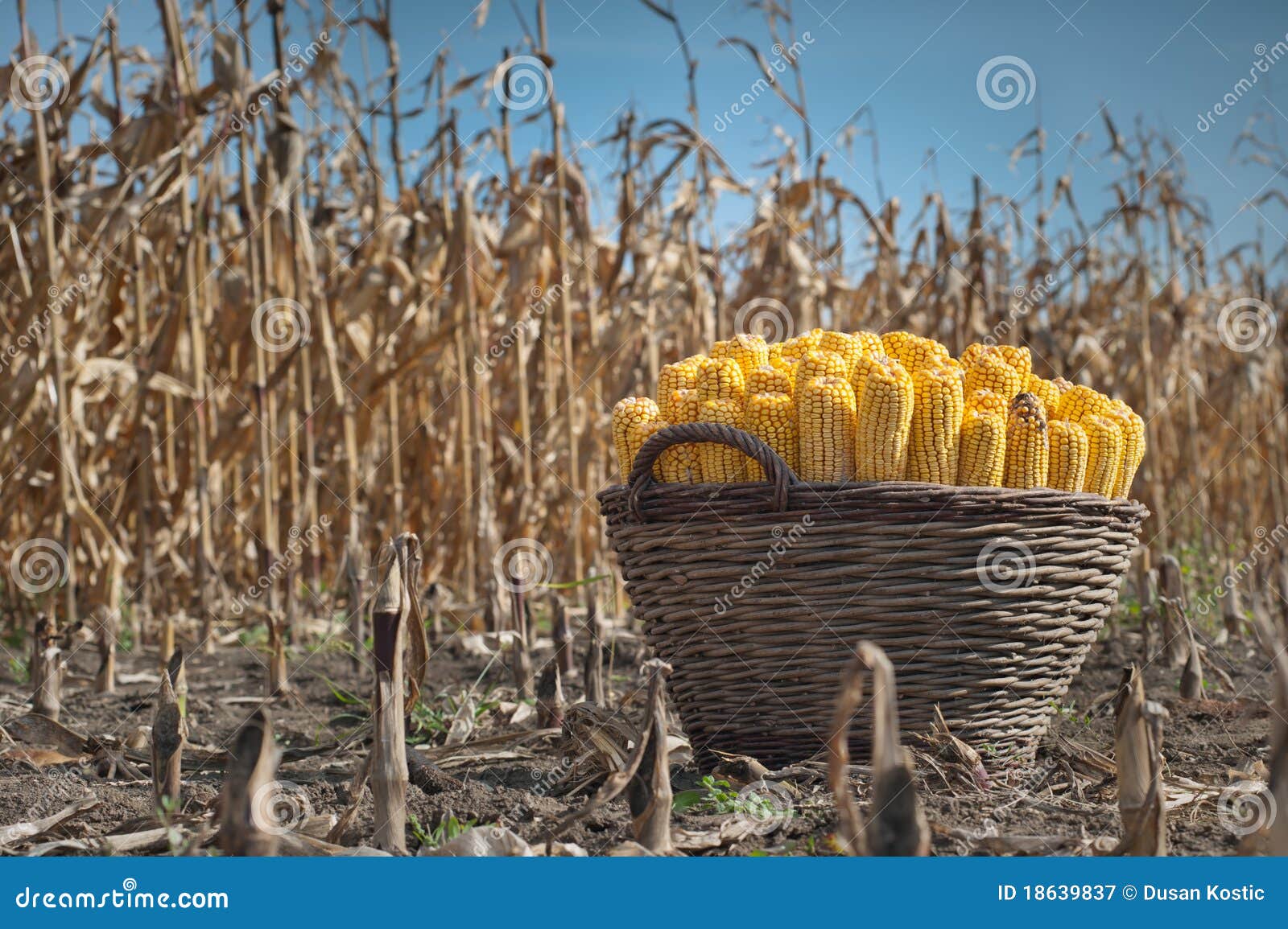 Harvest corn stock image. Image of ripe, organic, close - 18639837