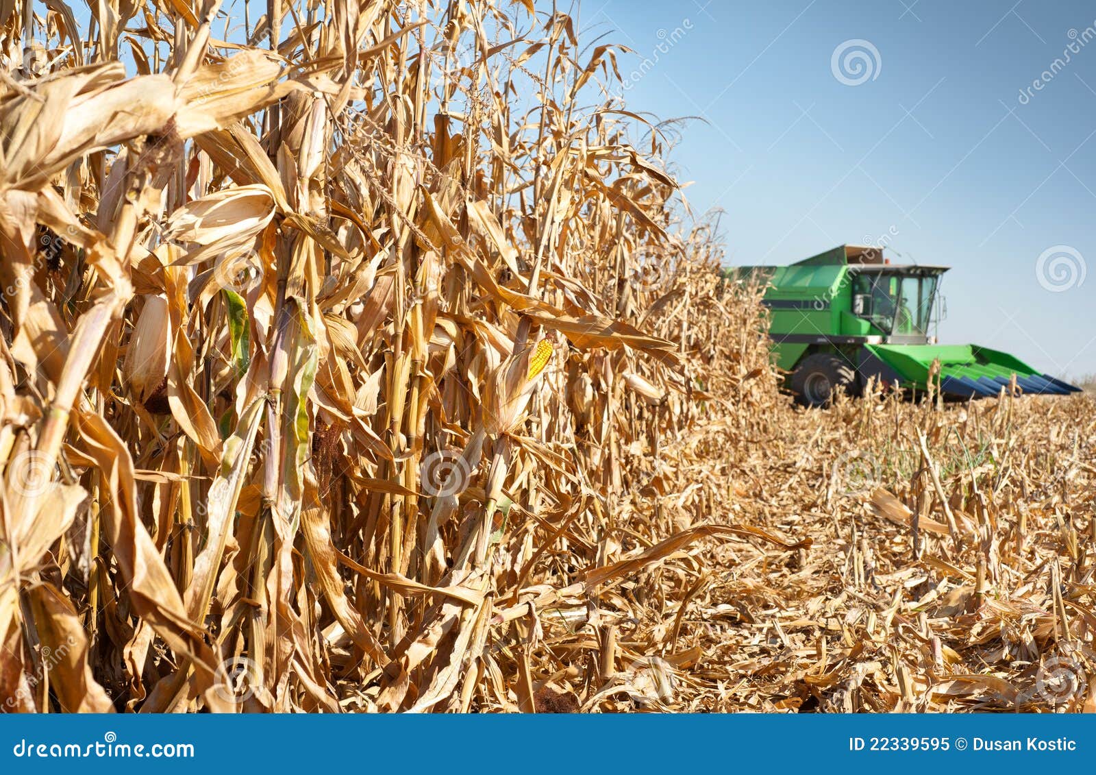 Harvest corn stock image. Image of autumn, ripe, driving - 22339595