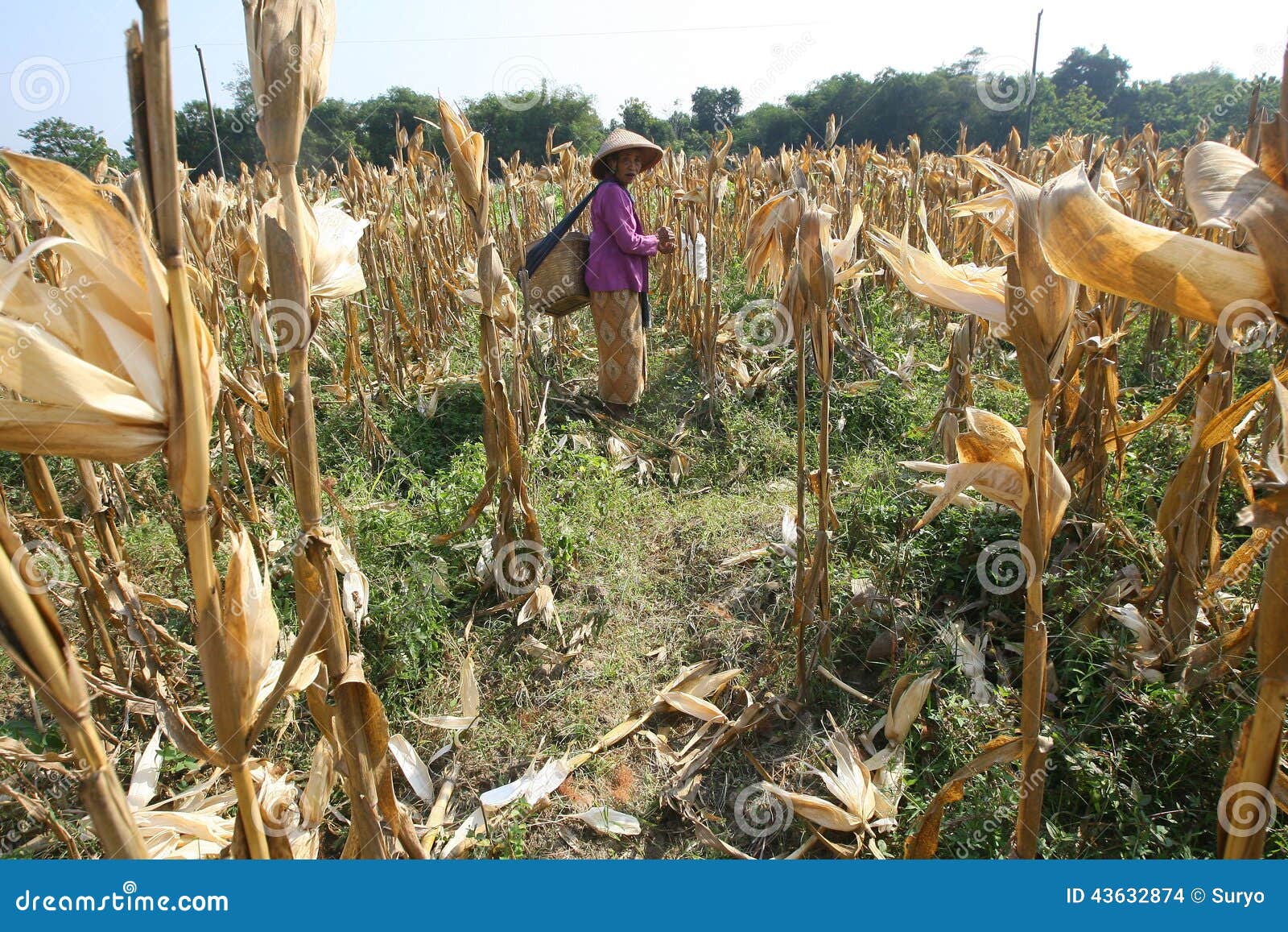 Harvest corn editorial stock image. Image of carnival - 43632874