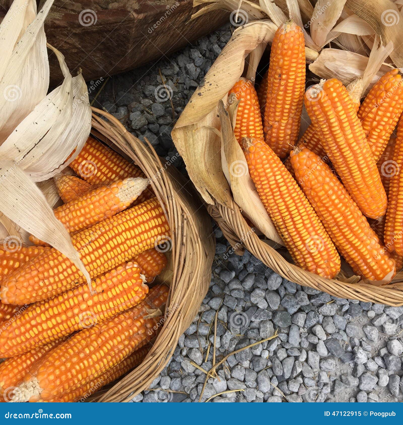 Harvest corn stock image. Image of farmer, festival, market - 47122915