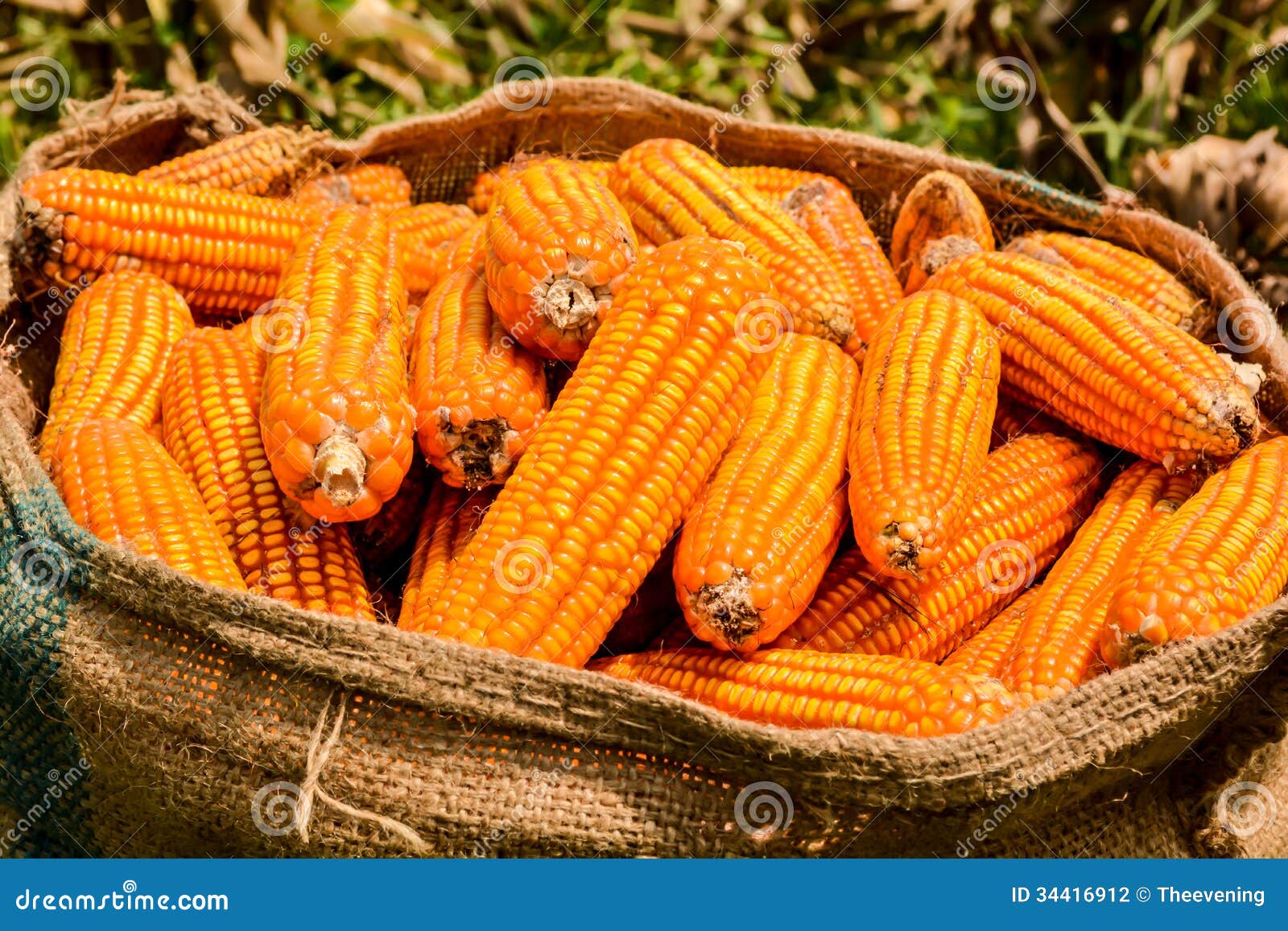 Harvest corn stock photo. Image of rural, composition - 34416912