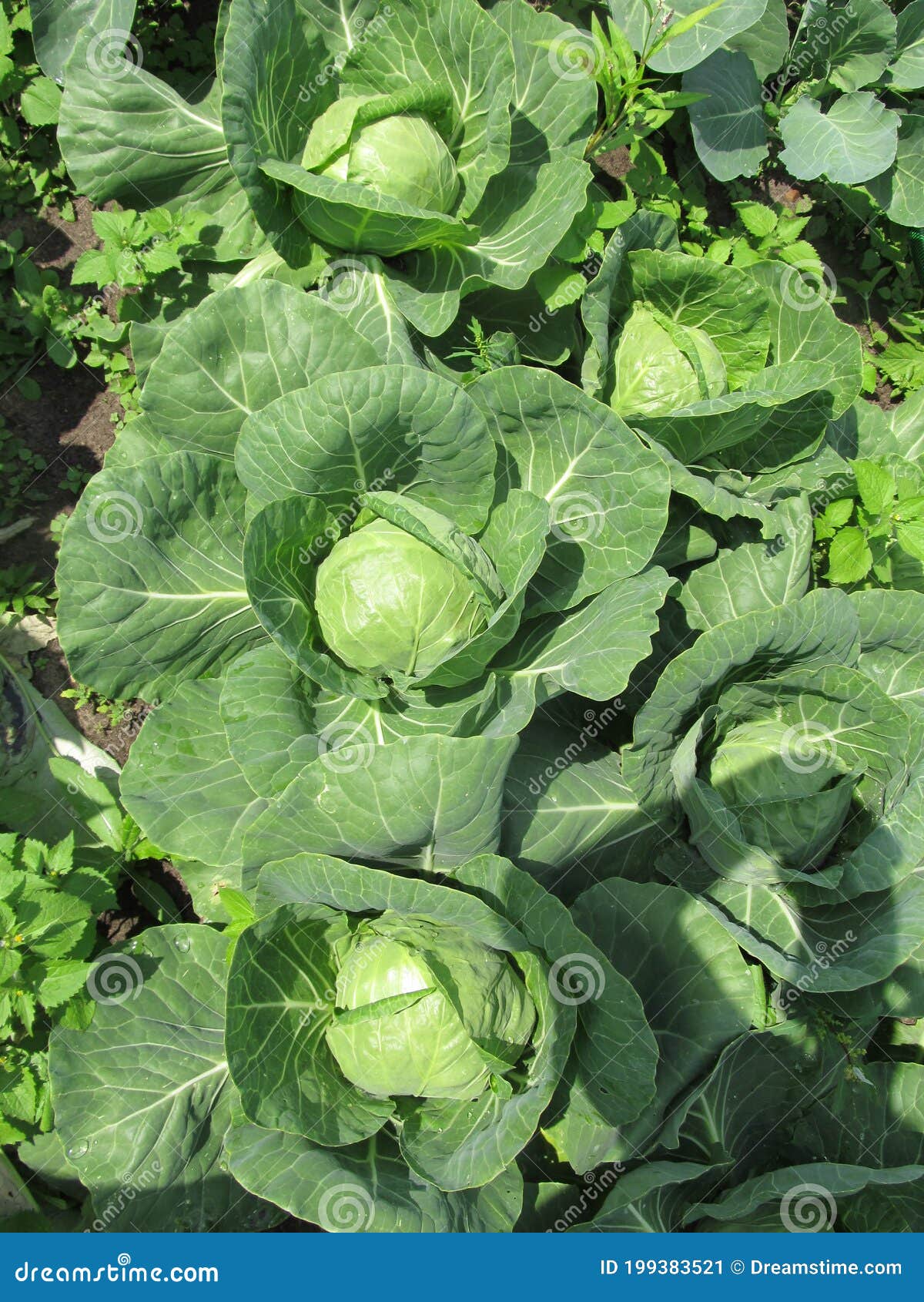 Harvest of Early Cabbage in the Country Stock Image - Image of cabbage ...