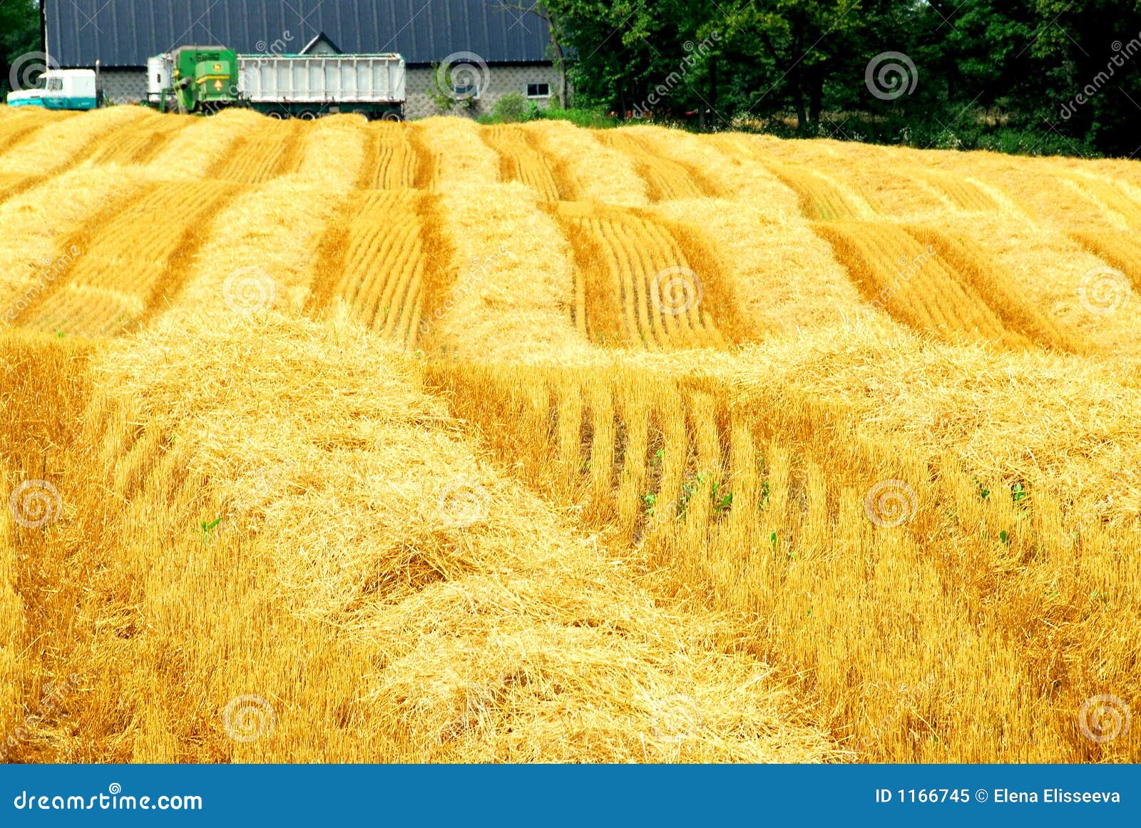 Harvest farm field stock image. Image of grow, grain, rural - 1166745