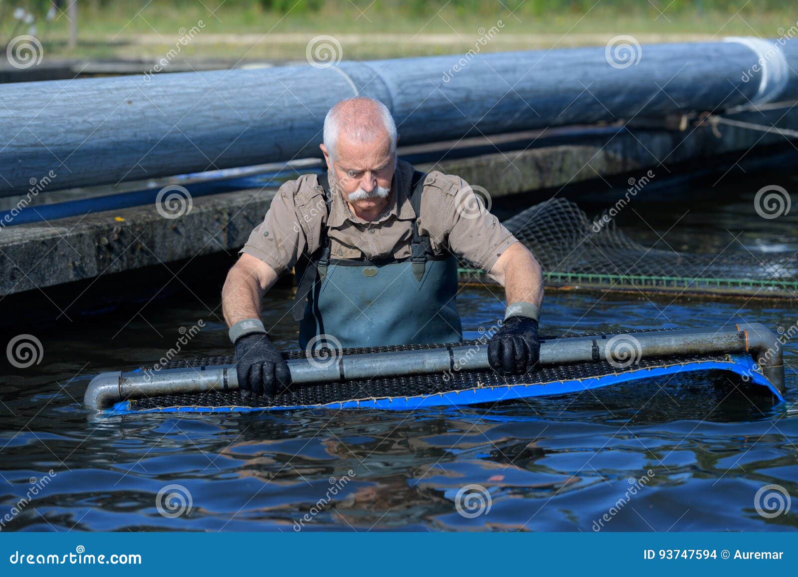 Harvest farmed fish stock photo. Image of pond, catch - 93747594
