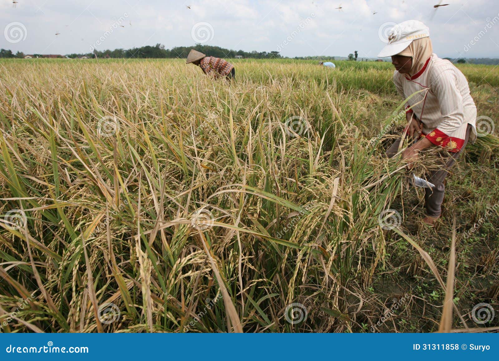 Harvest editorial stock photo. Image of triticale, indonesia - 31311858