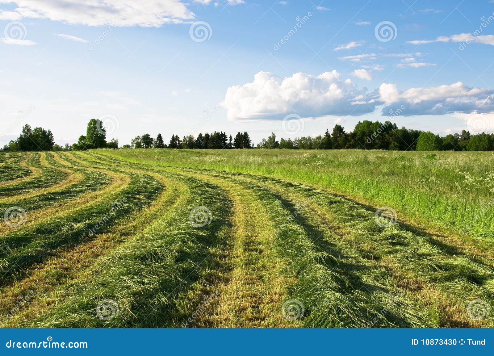 Harvest field stock photo. Image of rural, forest, farmland - 10873430