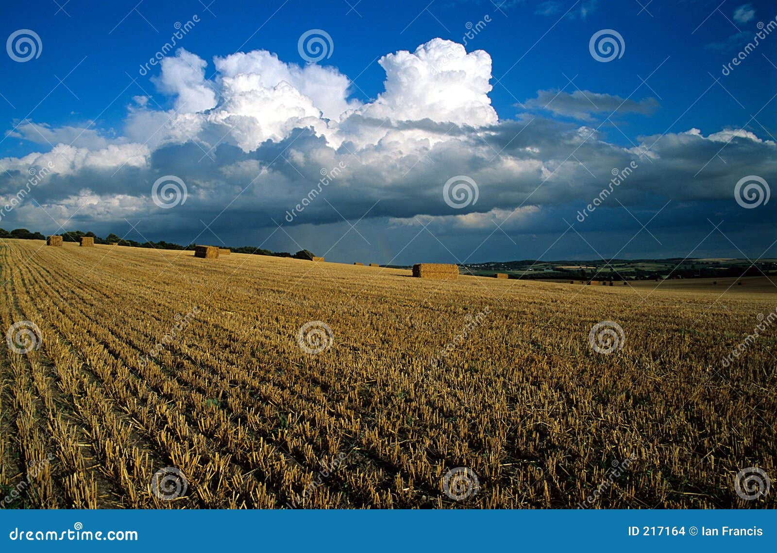 Harvest Field. stock photo. Image of color, golden, lines - 217164