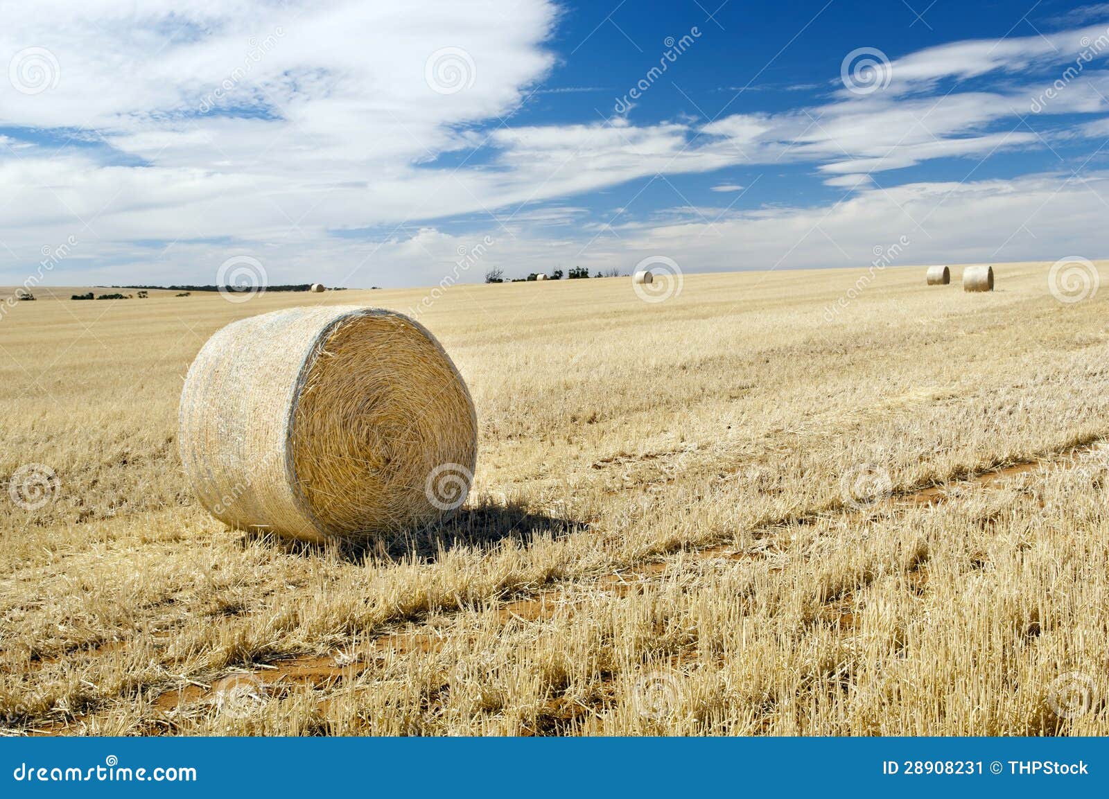 Harvest Field stock image. Image of natural, countryside - 28908231