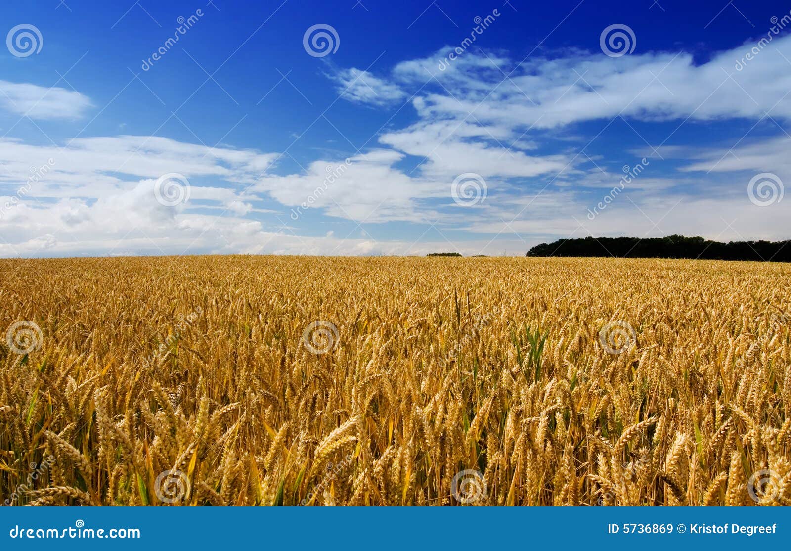 Harvest Field stock image. Image of autumn, collect, plenteous - 5736869