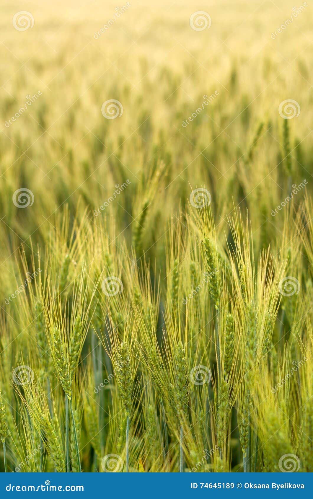 Harvest in the Field, Beautiful Golden Wheat Stock Image - Image of ...