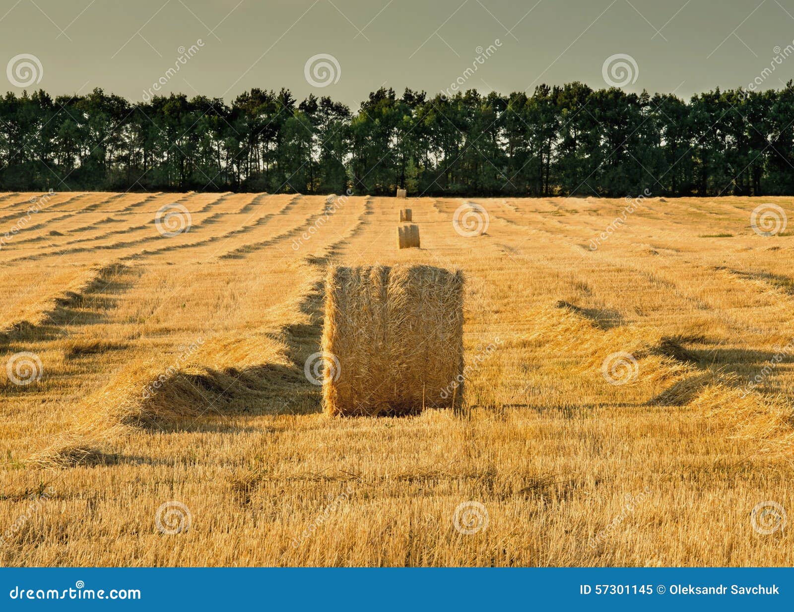 Harvest in a field stock image. Image of evening, haystack - 57301145