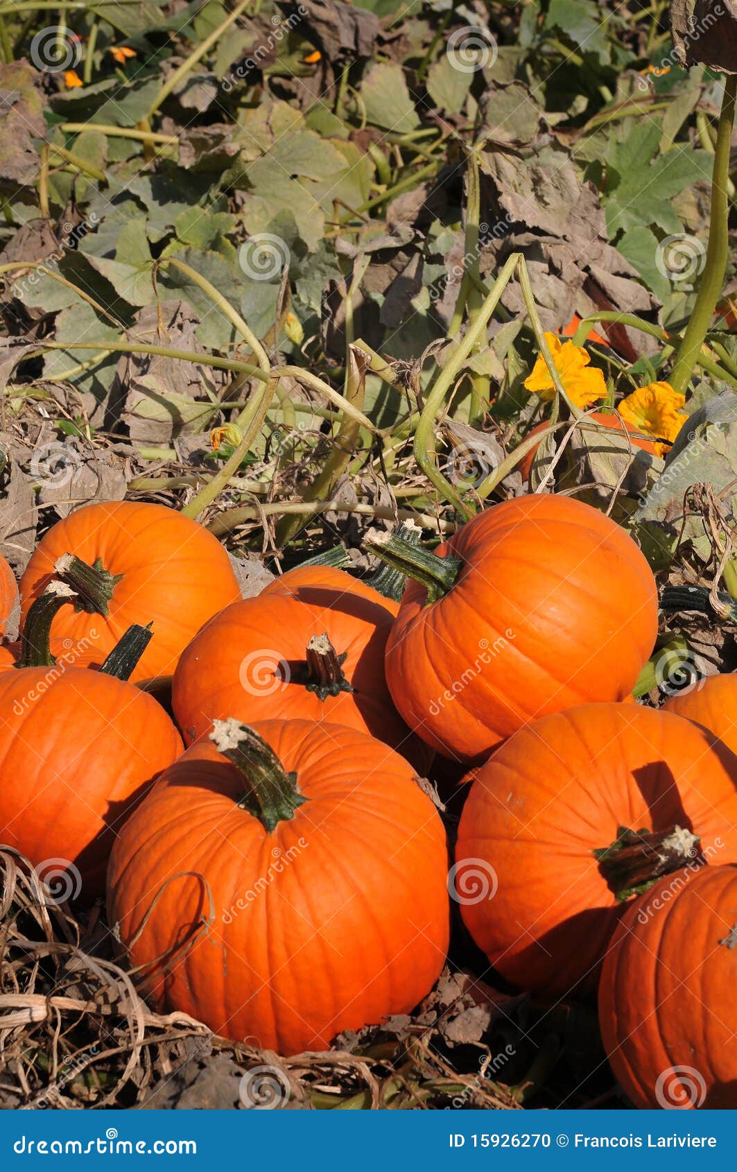 Harvest in a Field of Pumpkins in Early Fall Stock Photo - Image of ...
