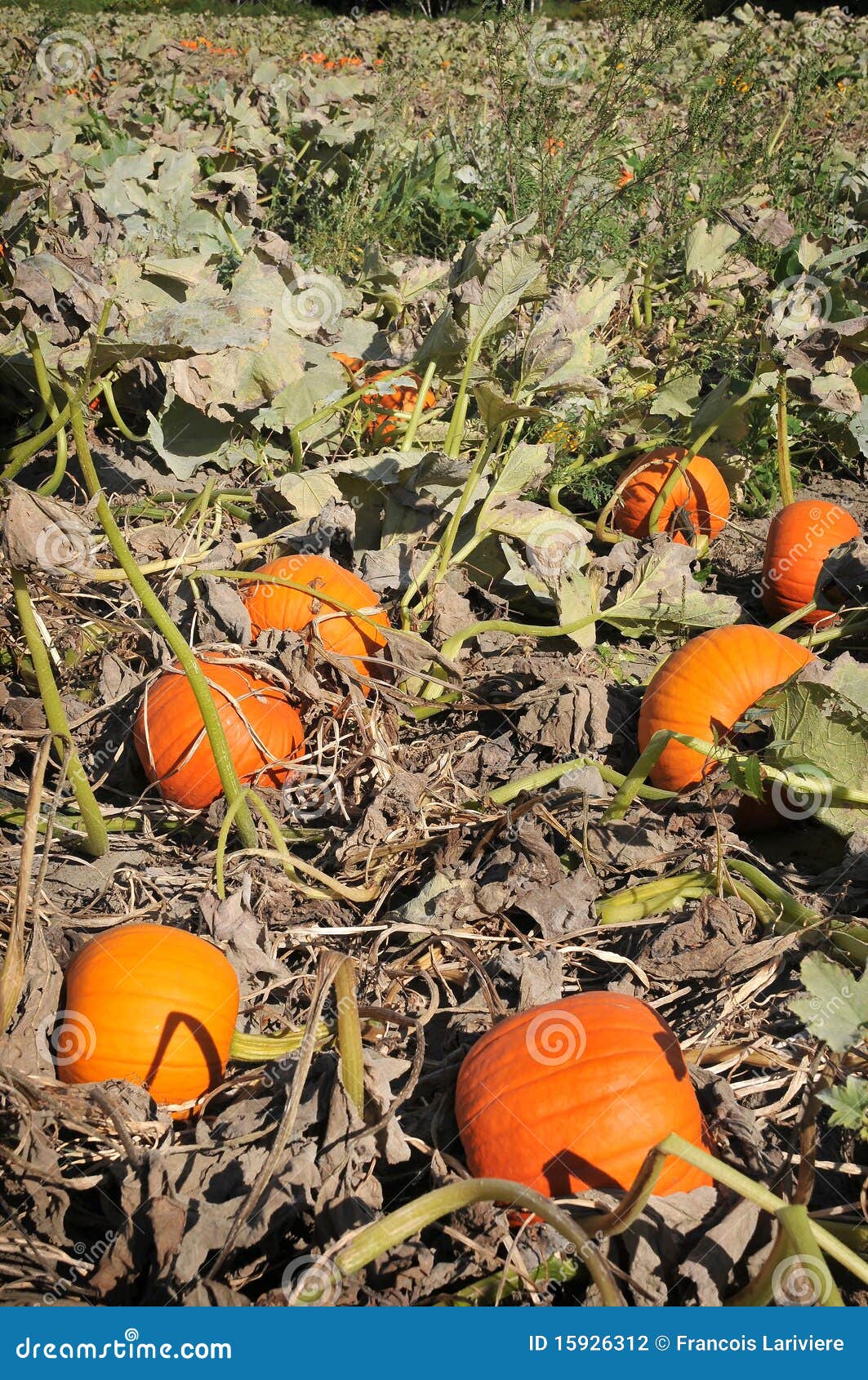Harvest in a Field of Pumpkins in Early Fall Stock Photo - Image of ...