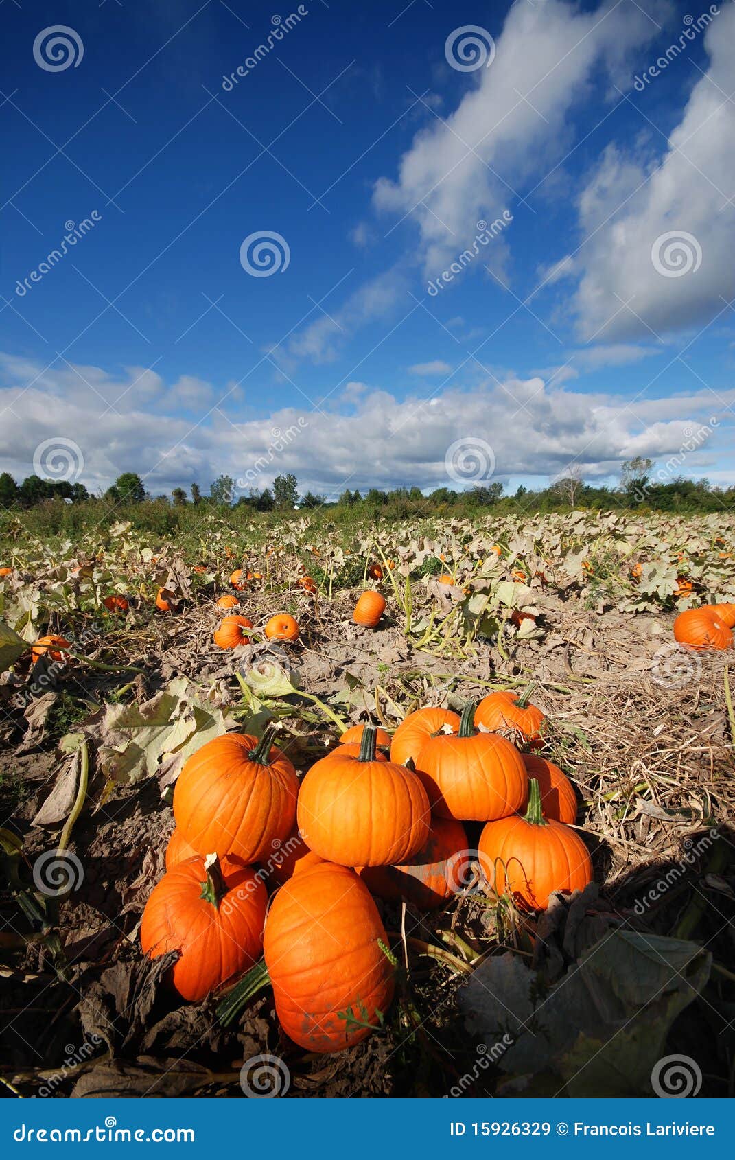 Harvest in a Field of Pumpkins in Early Fall Stock Image - Image of ...