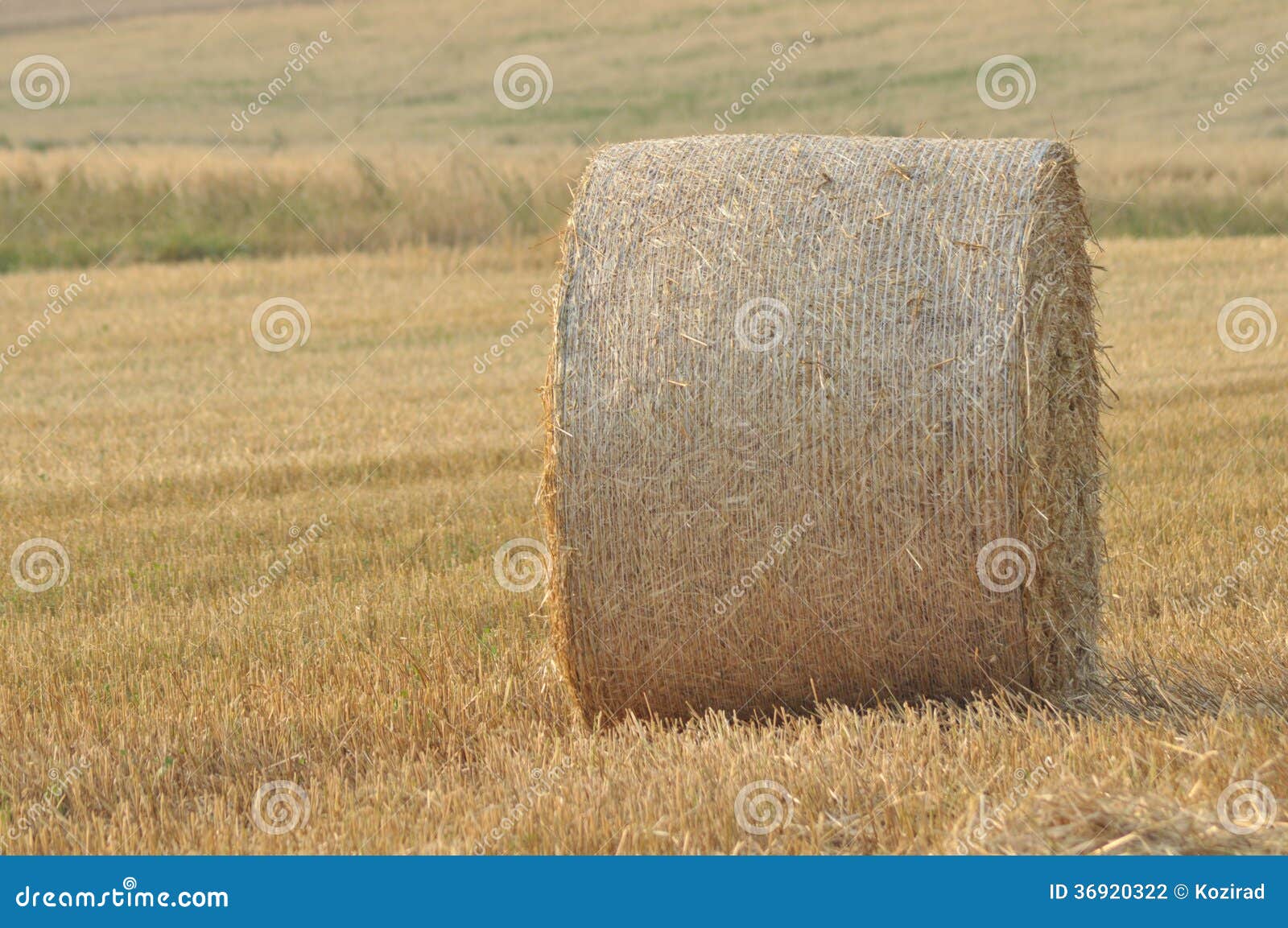 Harvest in the Fields. Straw Bales Collapsed Stock Photo - Image of ...
