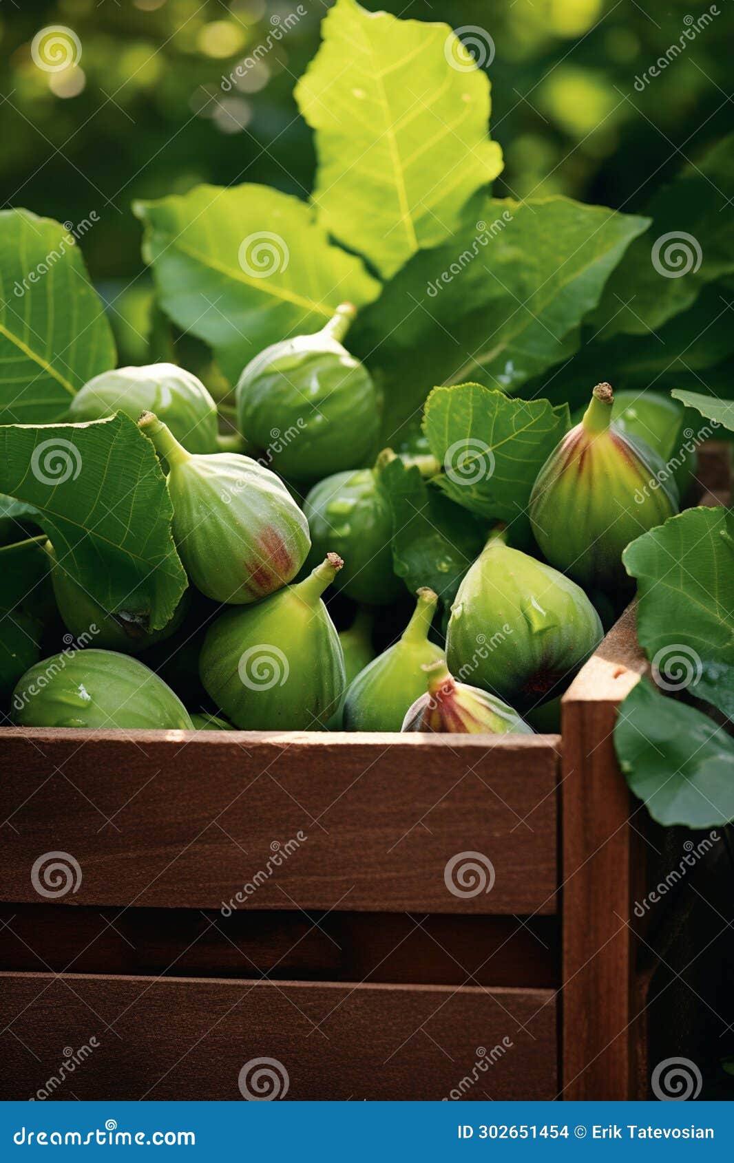 Figtree Cartoons, Illustrations & Vector Stock Images - 56 Pictures to ...