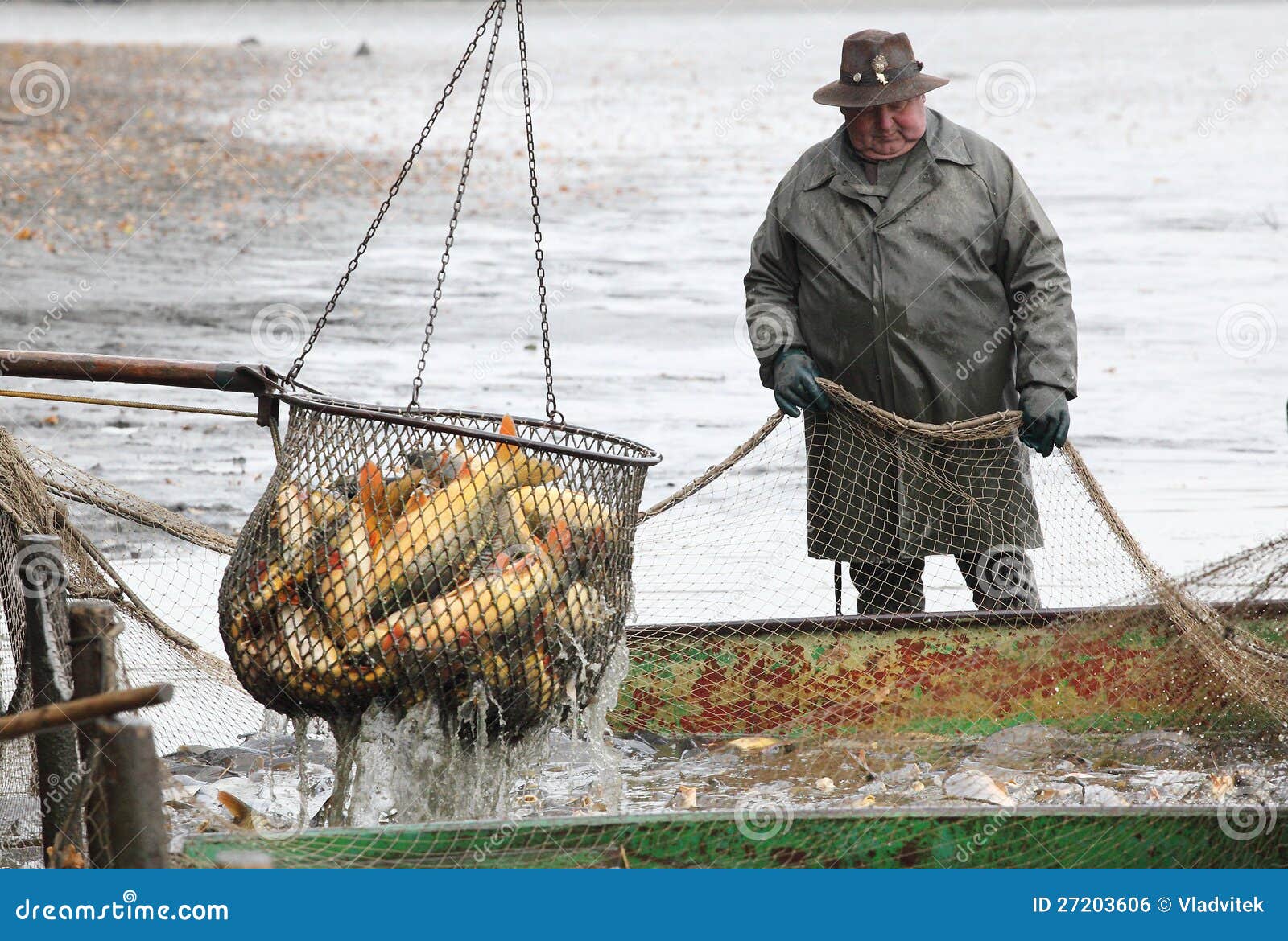 Harvest of fishpond. editorial photo. Image of czech - 27203606