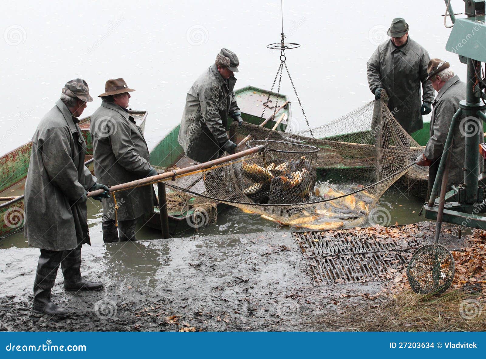 Harvest of fishpond. editorial stock image. Image of fresh - 27203634