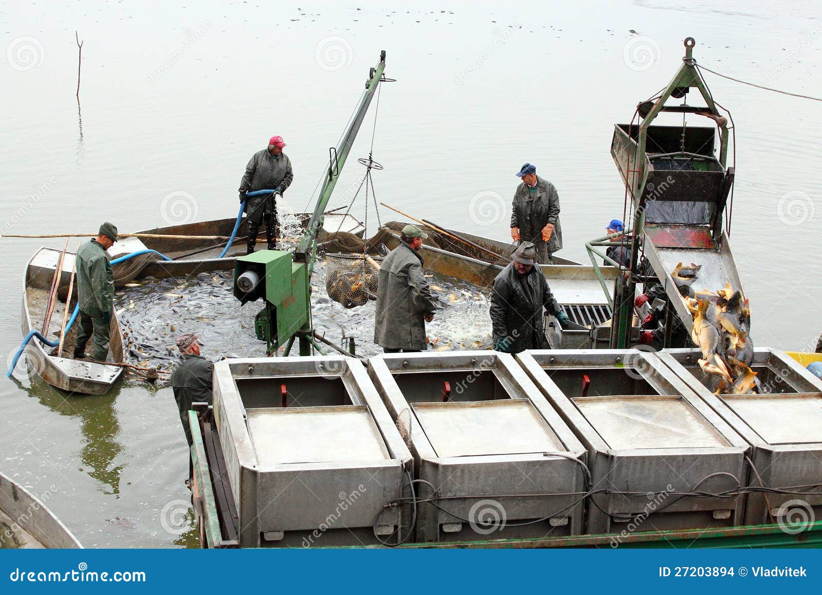Harvest of fishpond. editorial stock image. Image of fisherman - 27203894