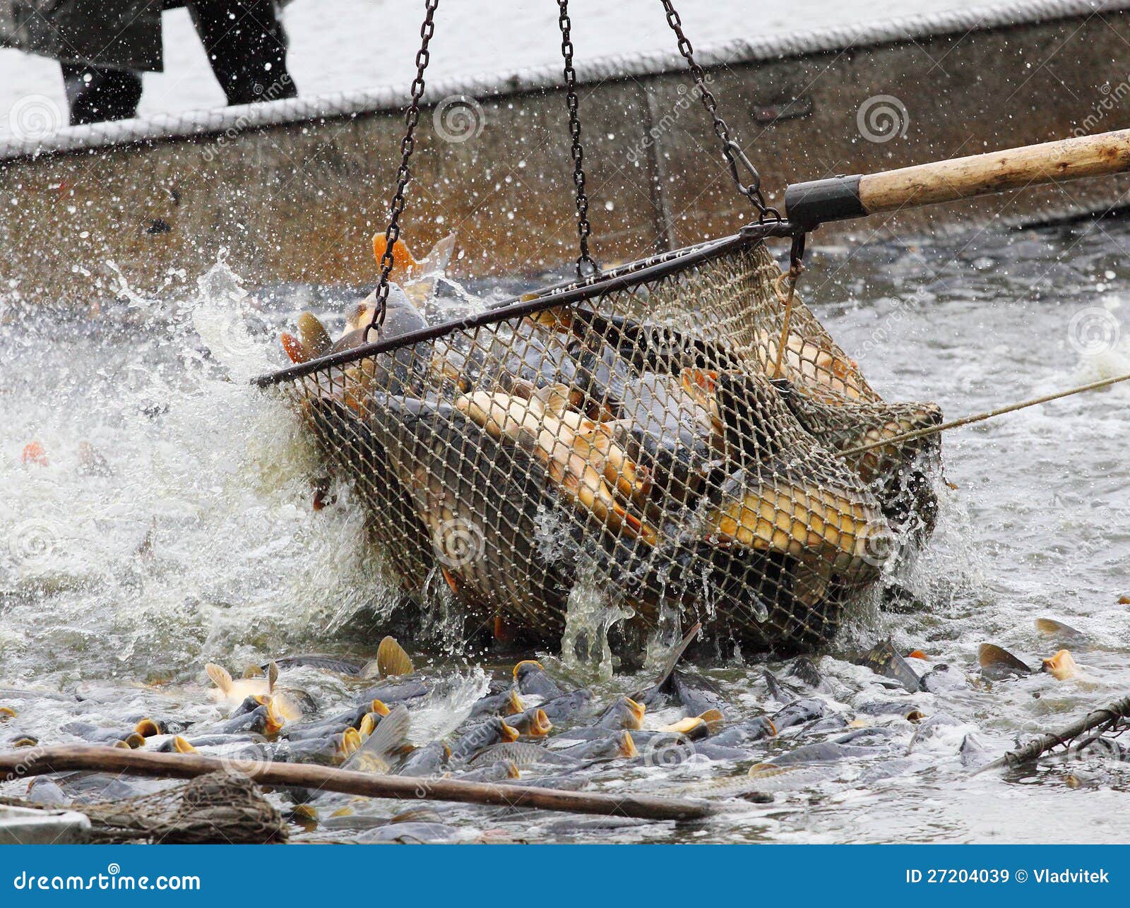 Harvest of fishpond. stock image. Image of food, cyprinus - 27204039