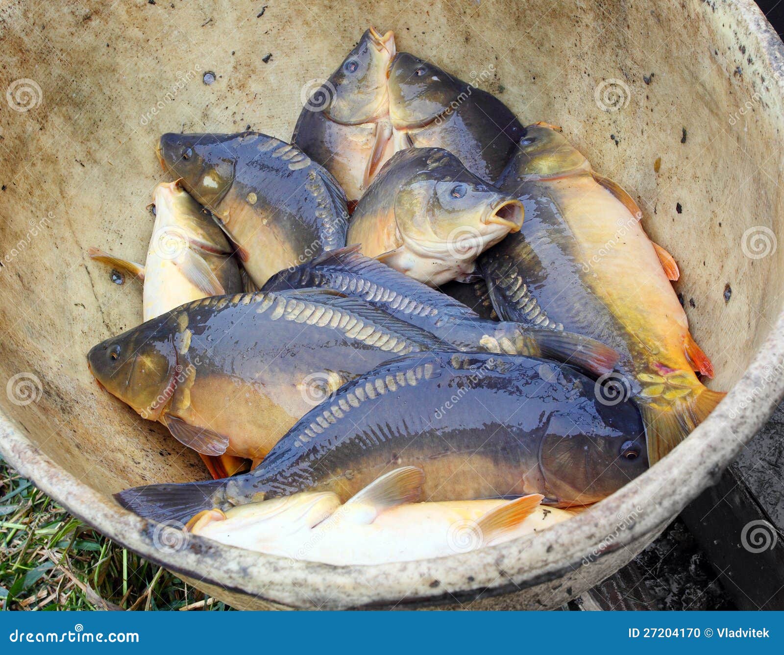 Harvest of fishpond. stock photo. Image of life, breeding - 27204170